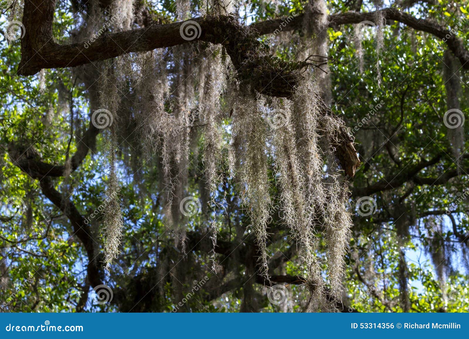 Live Oak Tree Draped in Spanish Moss Stock Photo - Image of plant ...