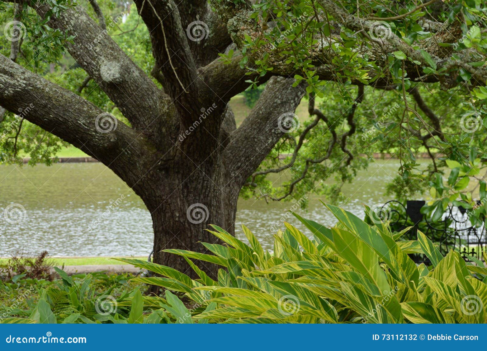 Live oak tree stock photo. Image of tree, river, treenearriver - 73112132