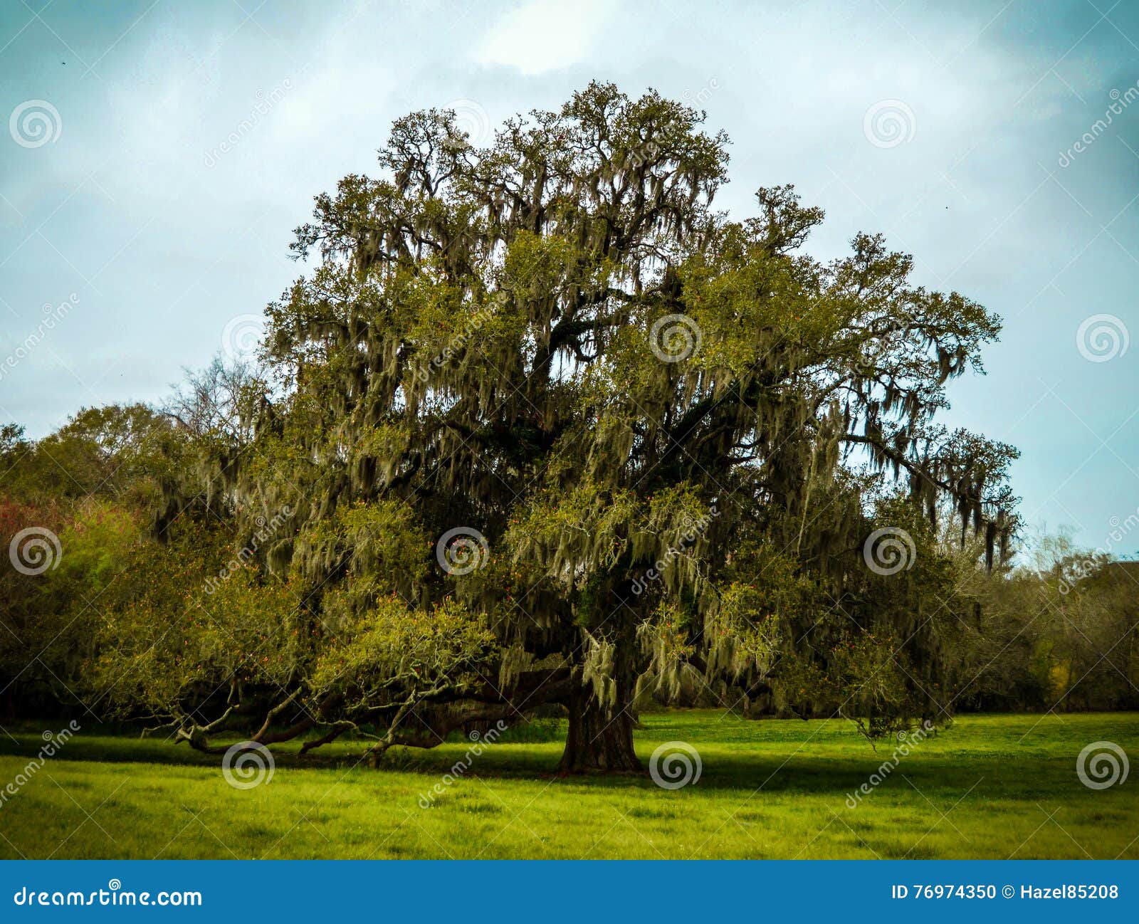 Spanish Moss Oak Tree