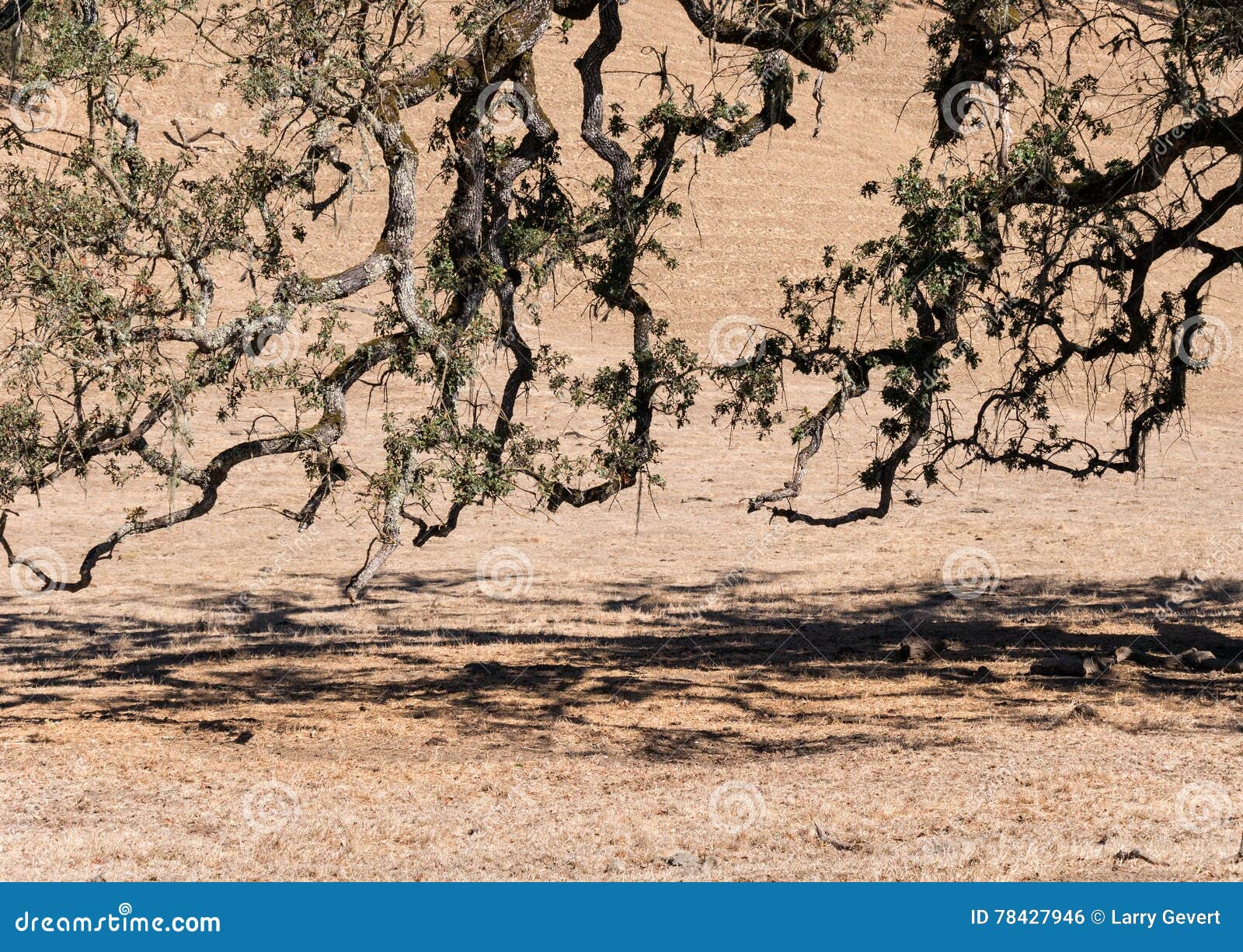 Tree Limbs Stacked Up In The Woods For Shelter Stock Image ...