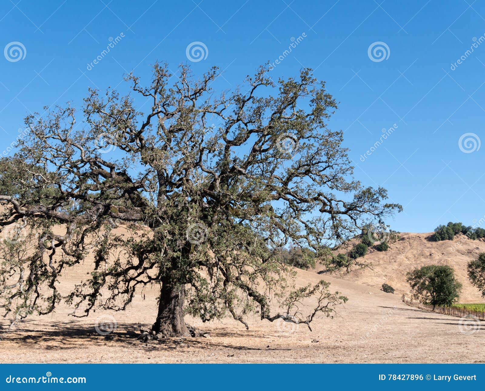 Lone Live Oak Tree Towers Over The Saltwater Marsh Royalty-Free Stock ...
