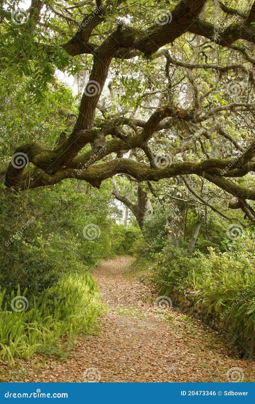 Live Oak Tree Overhanging Hiking Trail Stock Photo - Image of florida ...