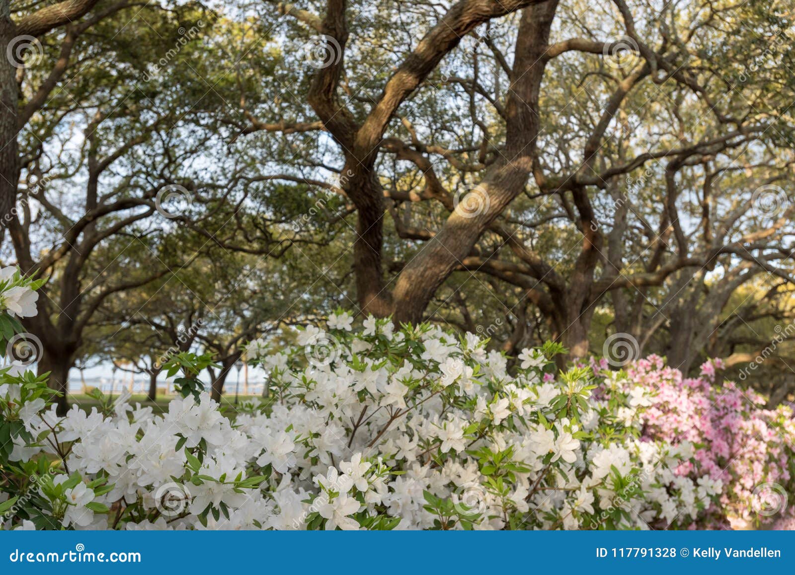 Live Oak Trees Loom Over White Azalea Flowers Stock Photo - Image of ...