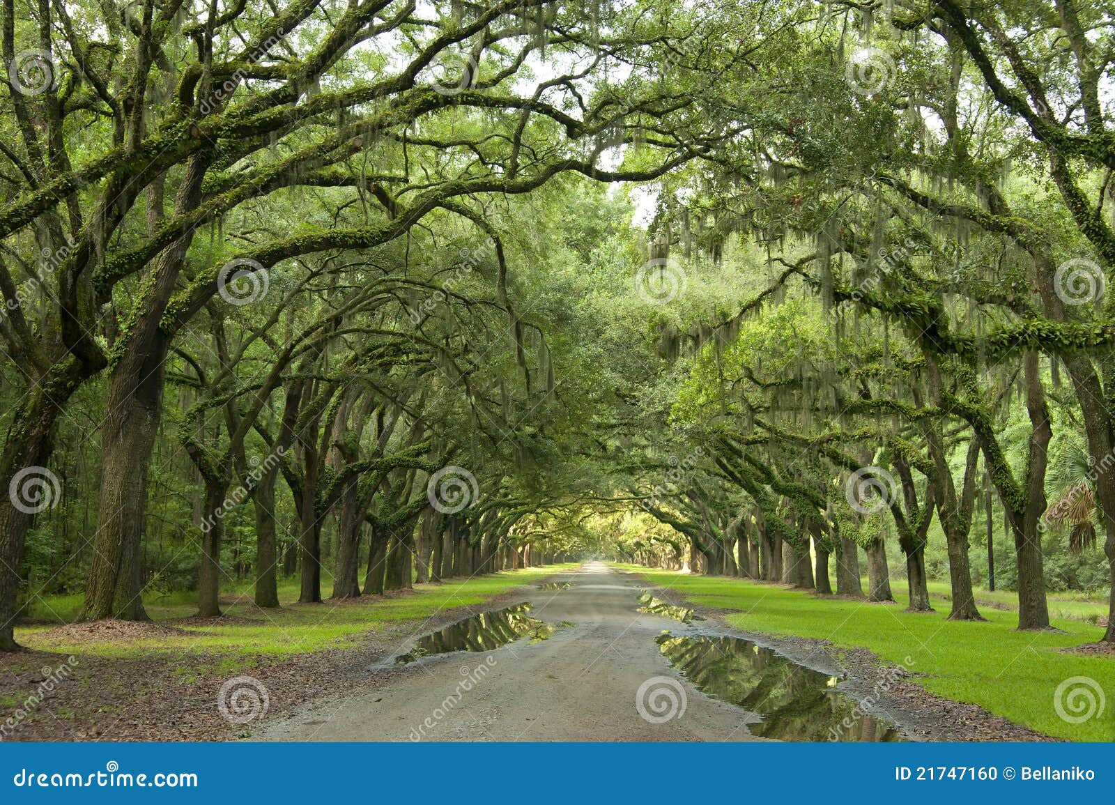 Live Oaks Row stock photo. Image of civil, destination - 21747160