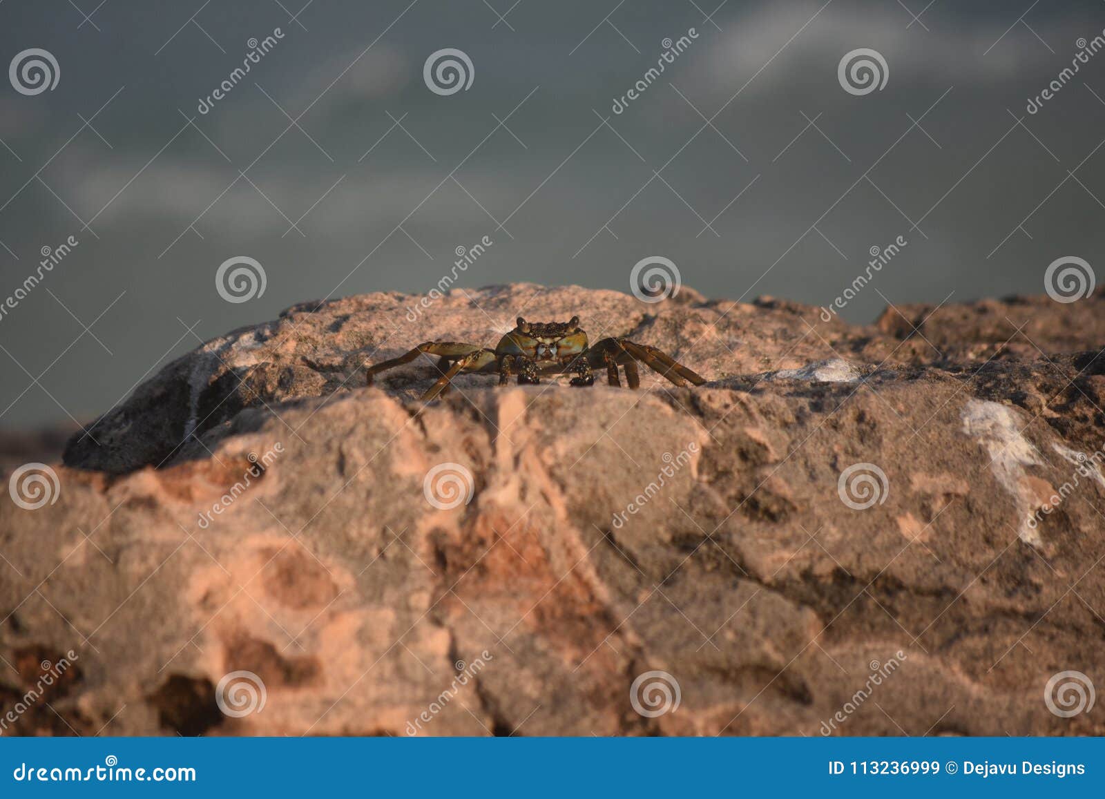 Looking into the Face of a Live Ocean Crab Stock Image - Image of close ...