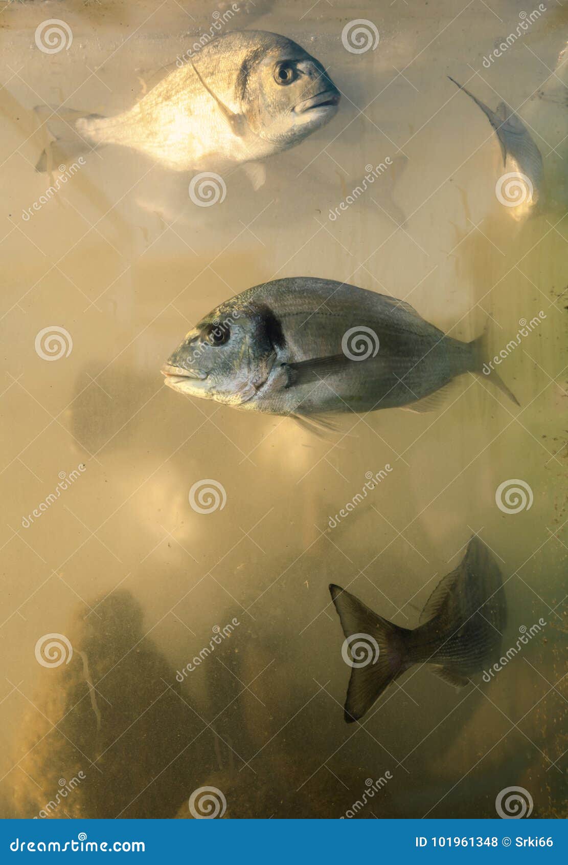 Orada fish in aquarium stock photo. Image of bream, saltwater - 101961348
