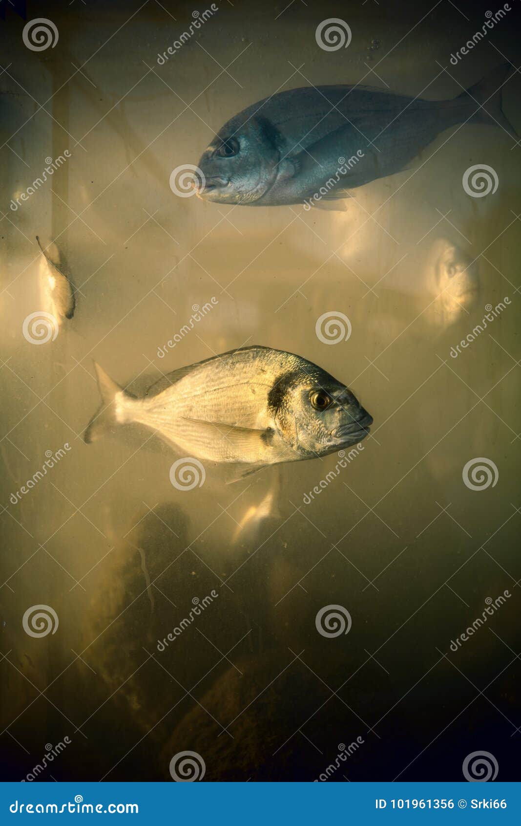 Orada fish in aquarium stock photo. Image of food, dorade - 101961356