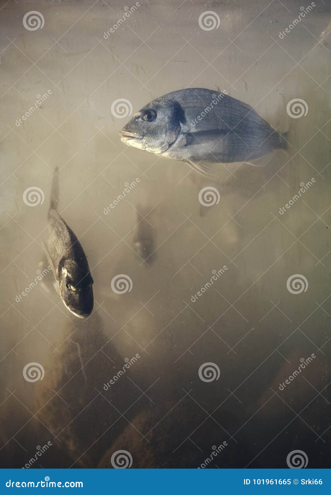 Orada fish in aquarium stock image. Image of food, royale - 101961665