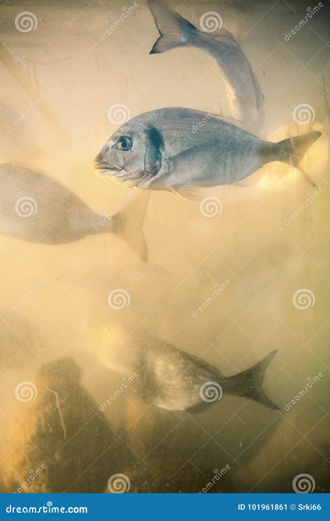 Orada fish in aquarium stock image. Image of fish, daurade - 101961861