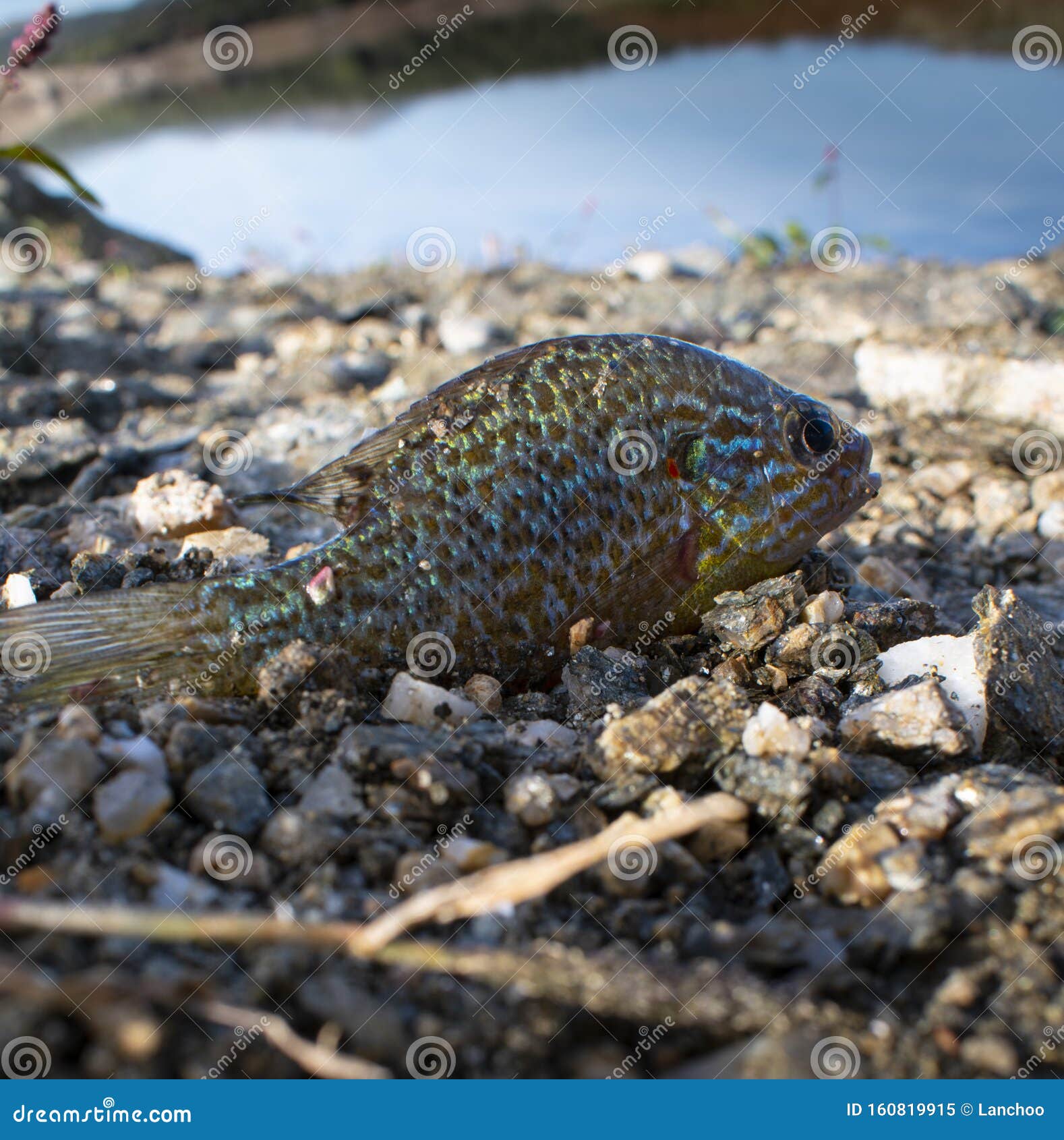 Live Perch on the Ground with Bright Scales Stock Image - Image of ...