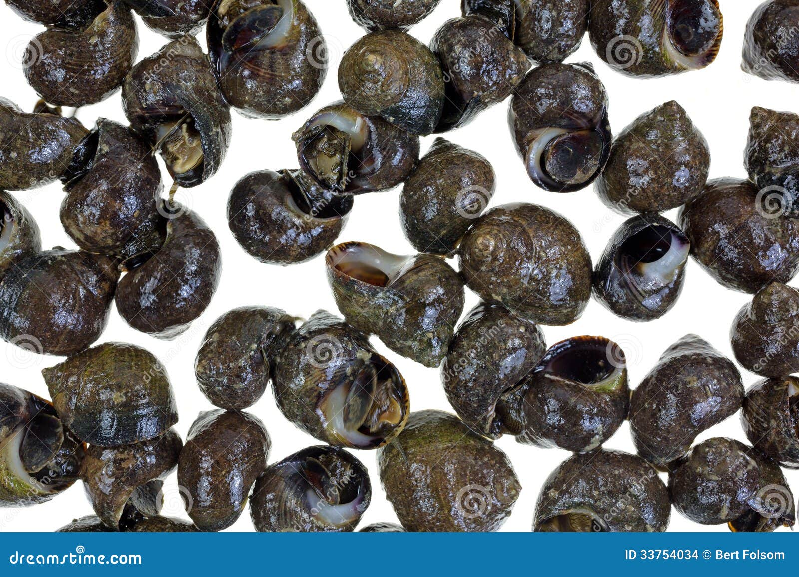 Live Periwinkles Stock Images - Image: 33754034