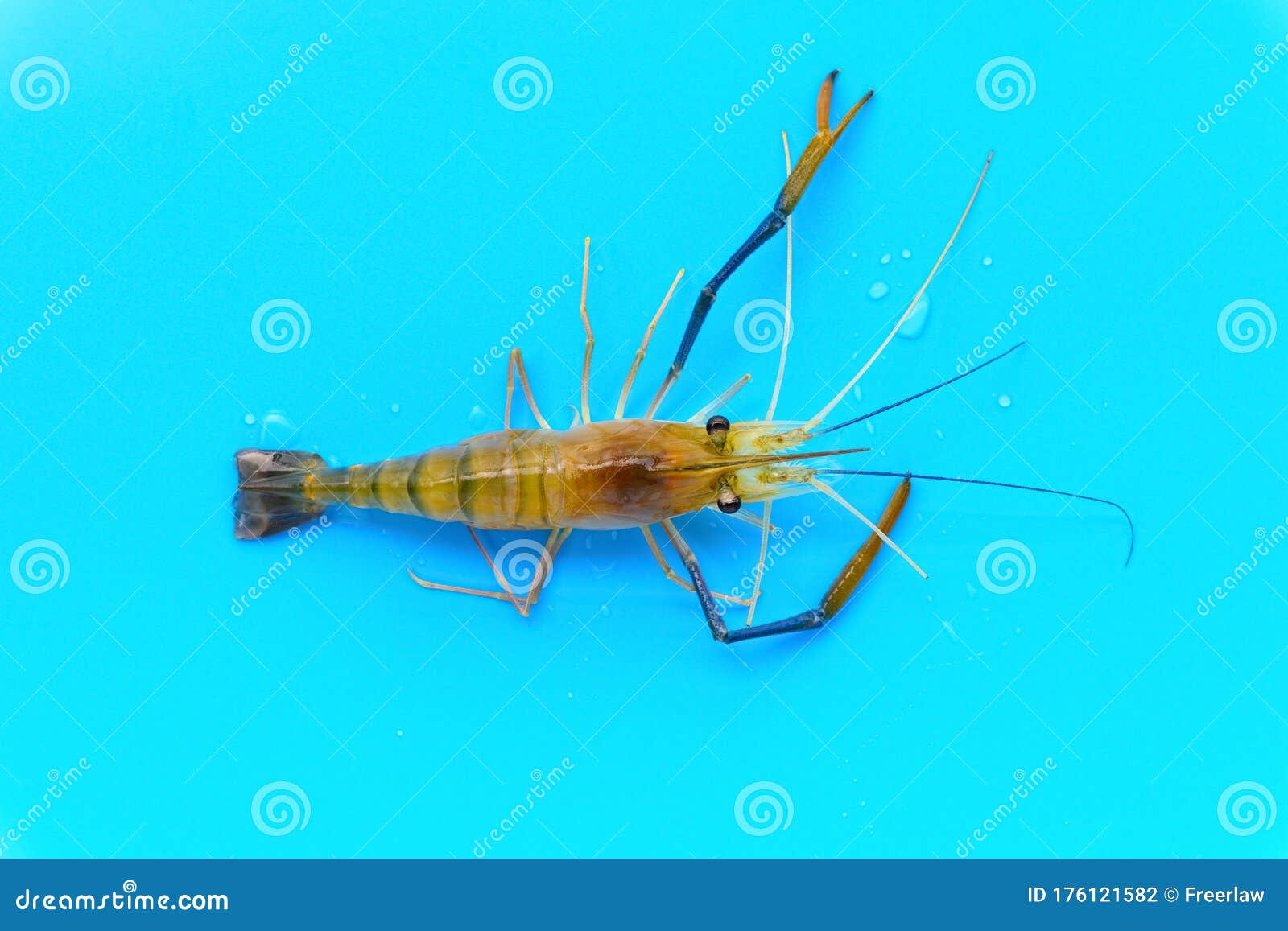 Live Prawn on a Blue Background Stock Photo - Image of nutrition ...