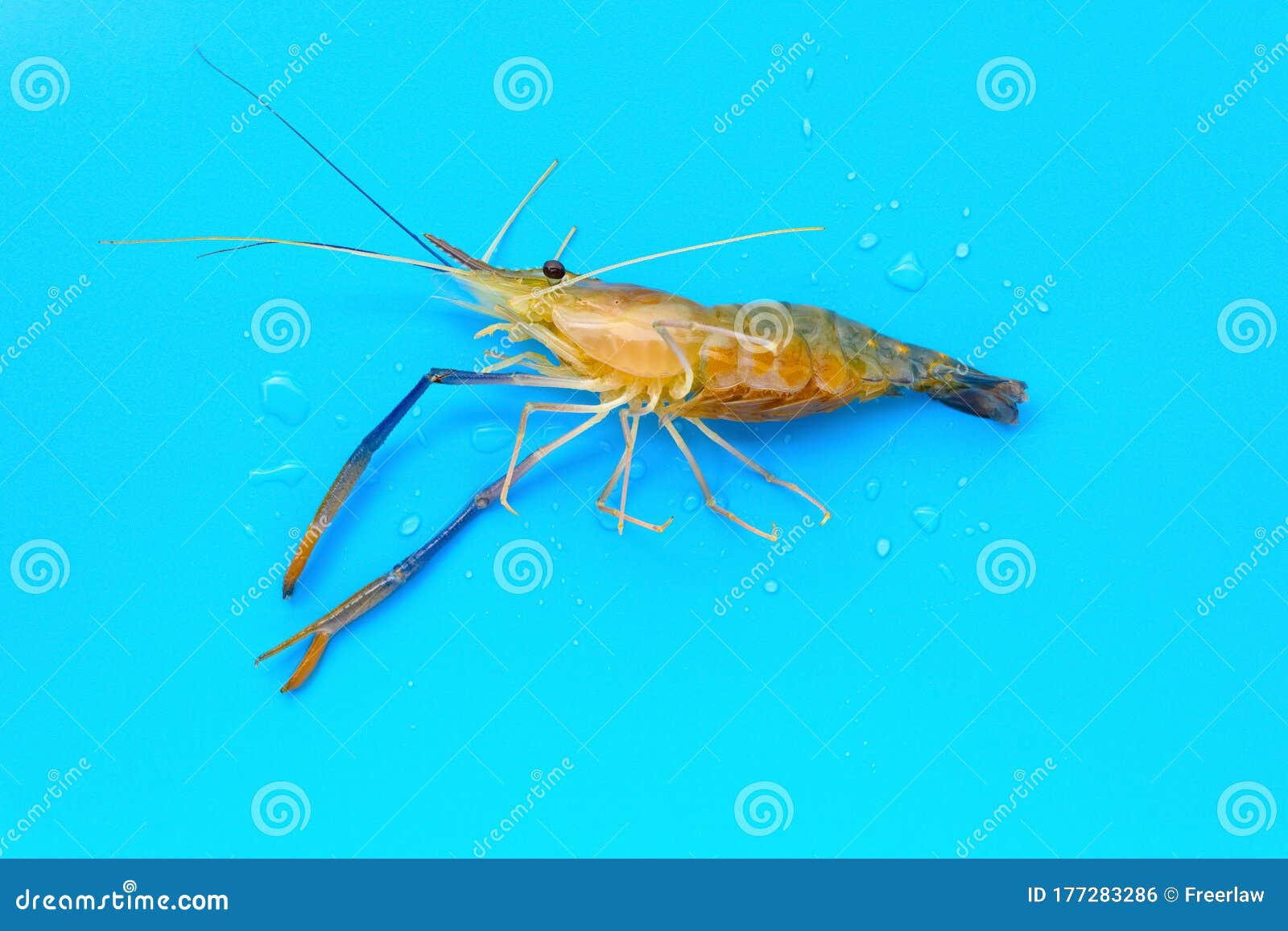 Live Prawn In Water