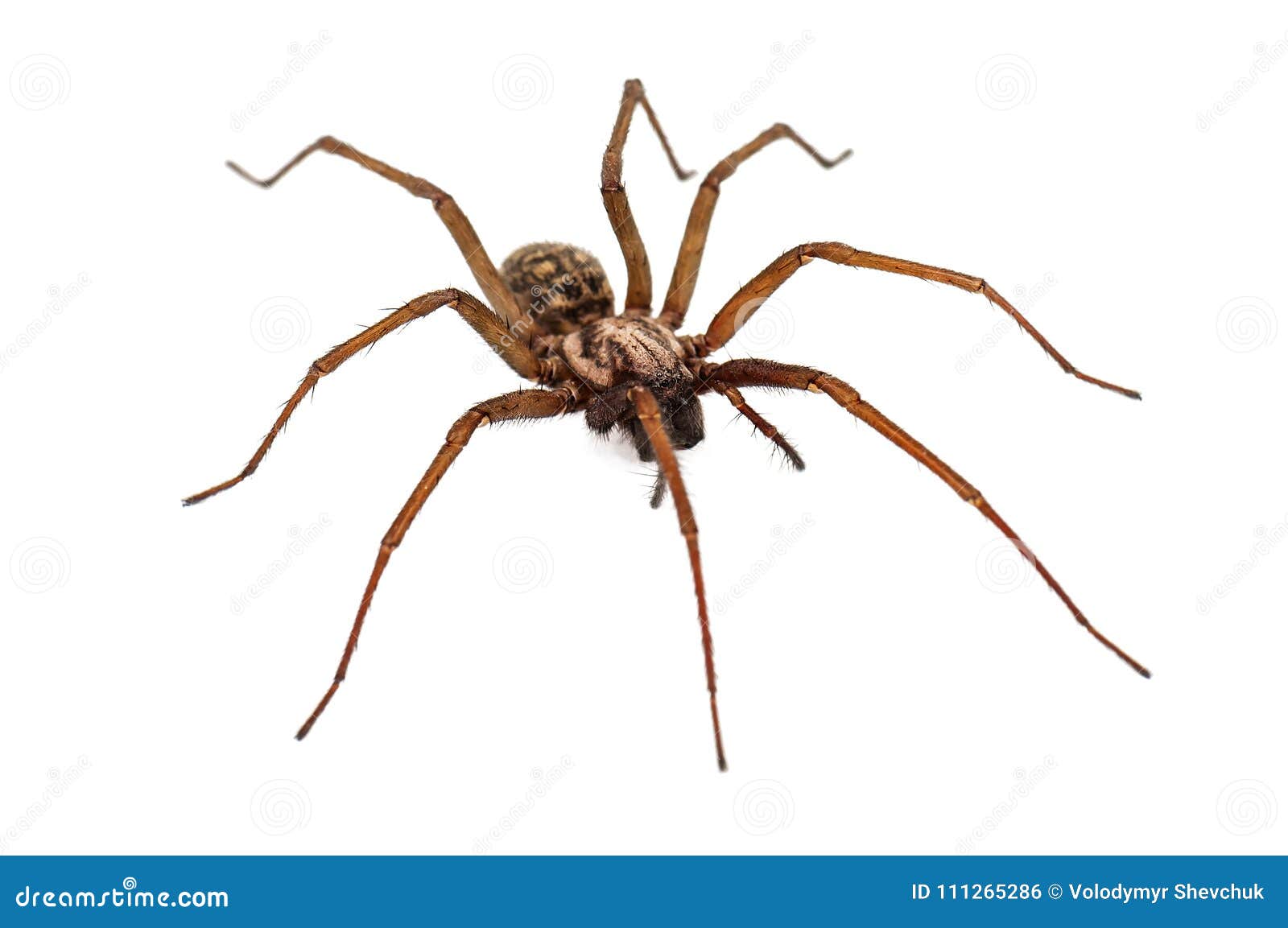 Live Predatory Spider Isolated Stock Photo - Image of invertebrate ...