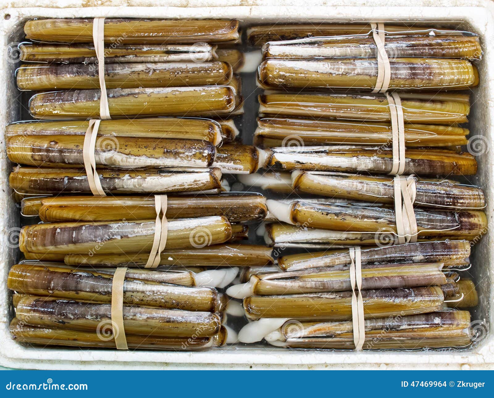 Live razor stock photo. Image of razor, shellfish, protein - 47469964