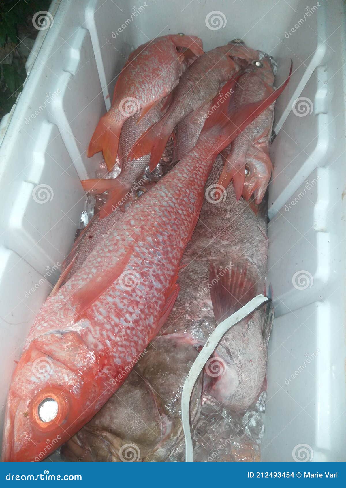 Live red snappers stock photo. Image of snappers, live - 212493454