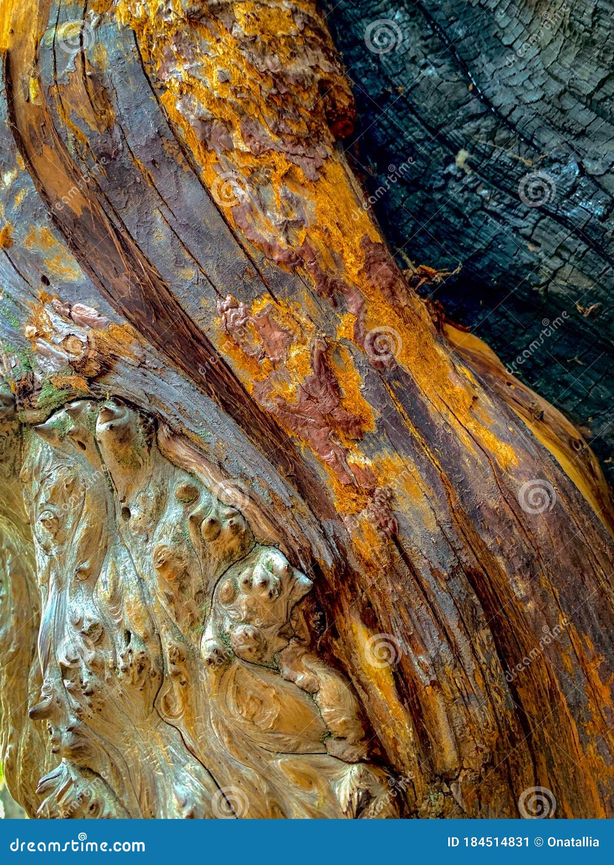 Live and Burnt Redwood Tree Texture Stock Image - Image of branch, deep ...