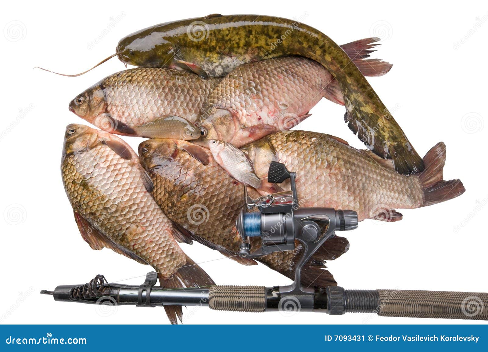Live river fish. stock image. Image of extraction, river - 7093431
