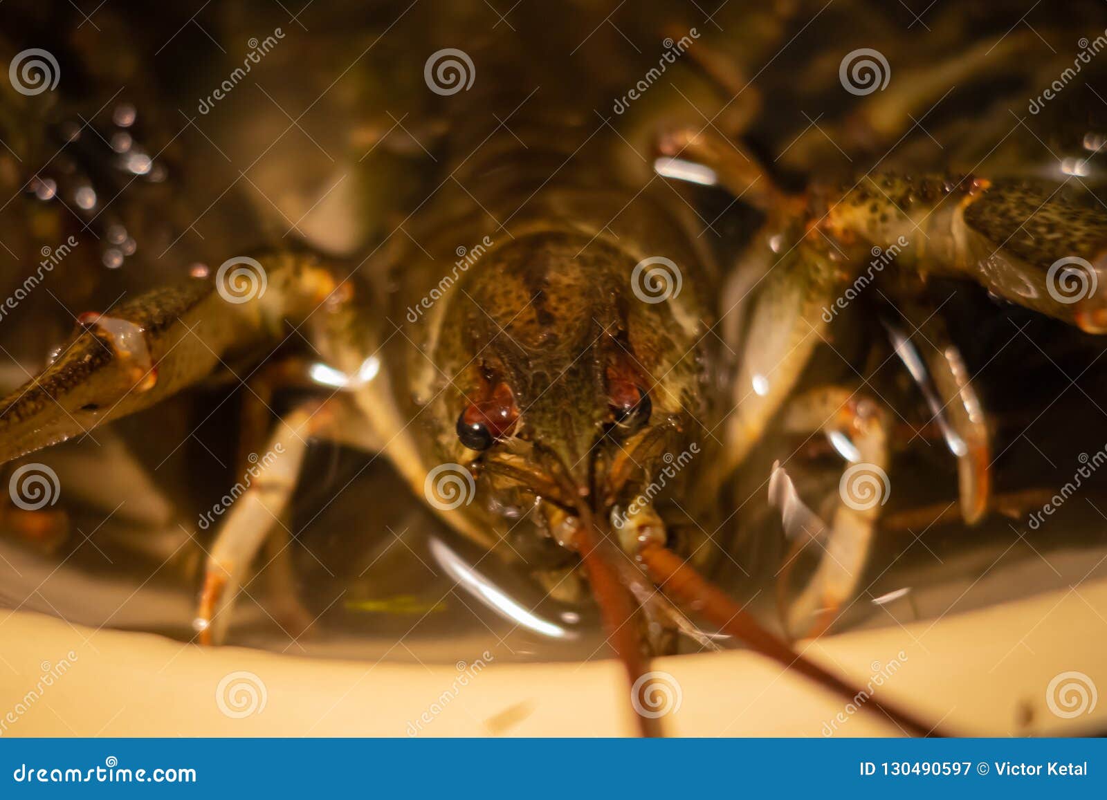 Live River Green Crayfish Close-up before Cooking. Stock Image - Image ...