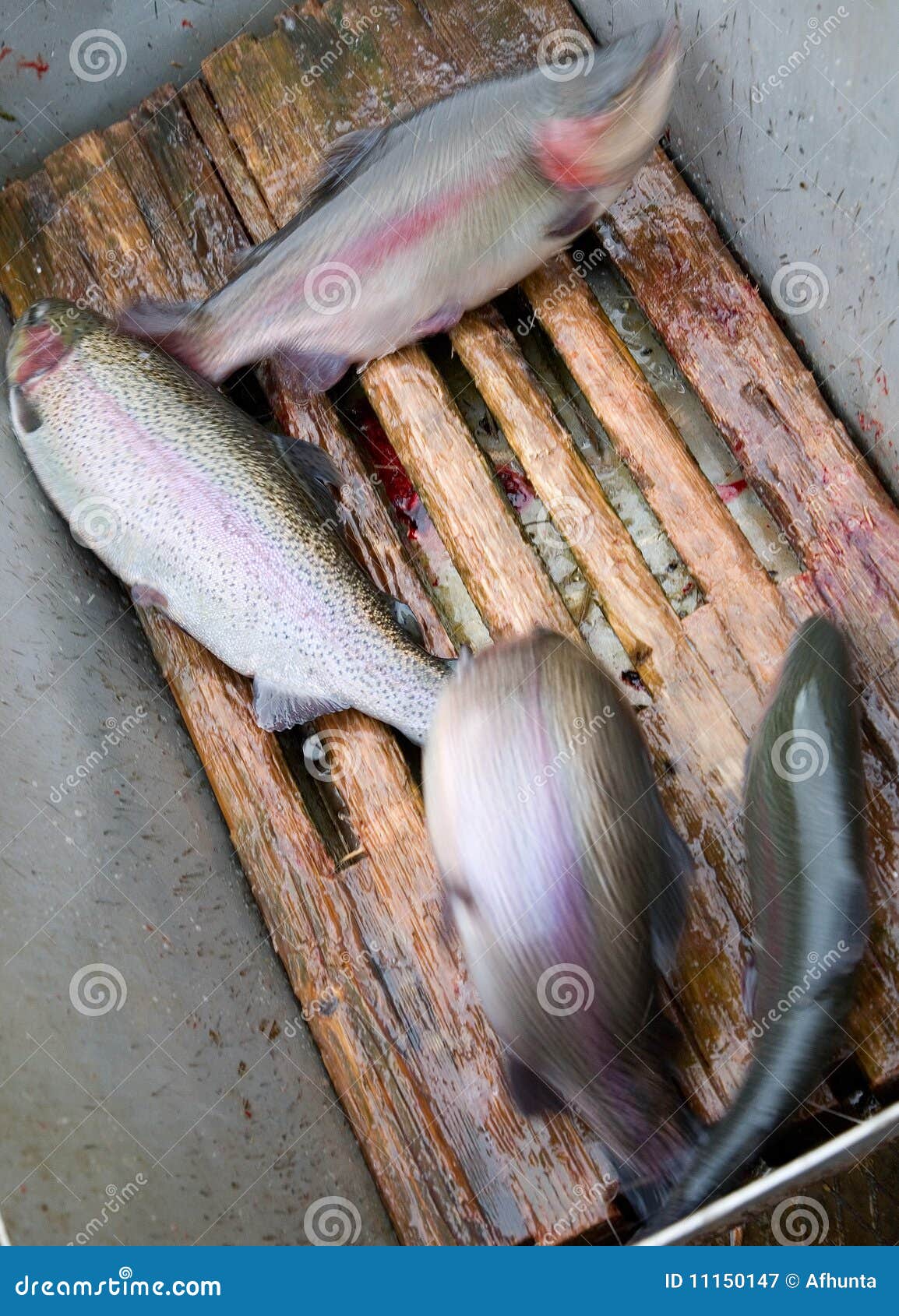 Live salmon stock image. Image of fish, caught, fresh - 11150147