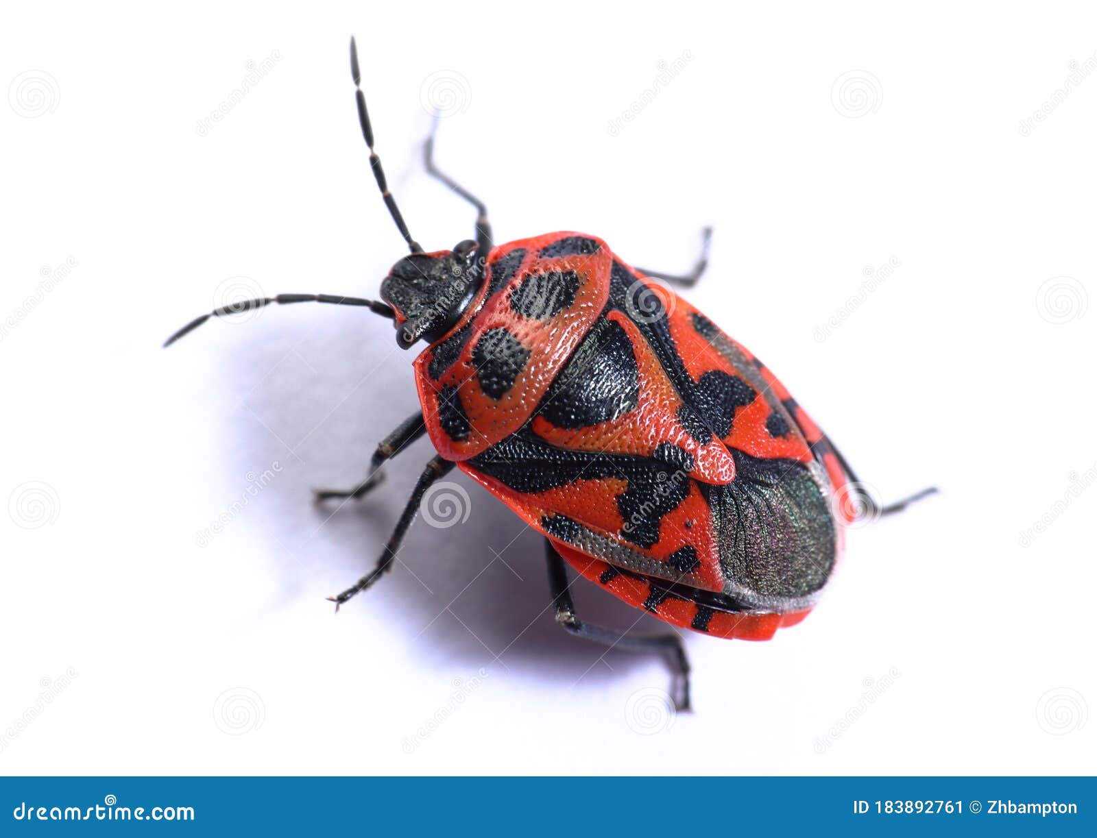 Scarlet Shieldbug Eurydema Dominulus Stock Image - Image of shield ...
