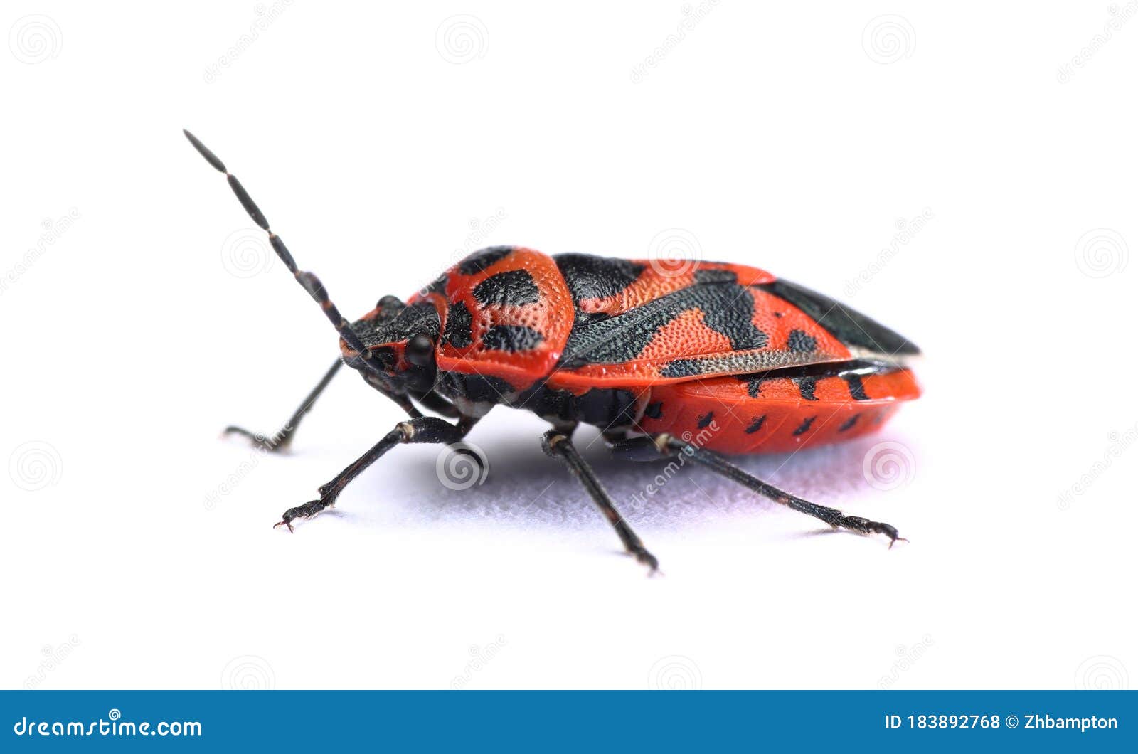 Scarlet Shieldbug Eurydema Dominulus Stock Photo - Image of white ...