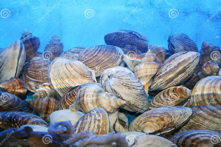 Live Sea Shells stock photo. Image of underwater, reastaurant - 3386250