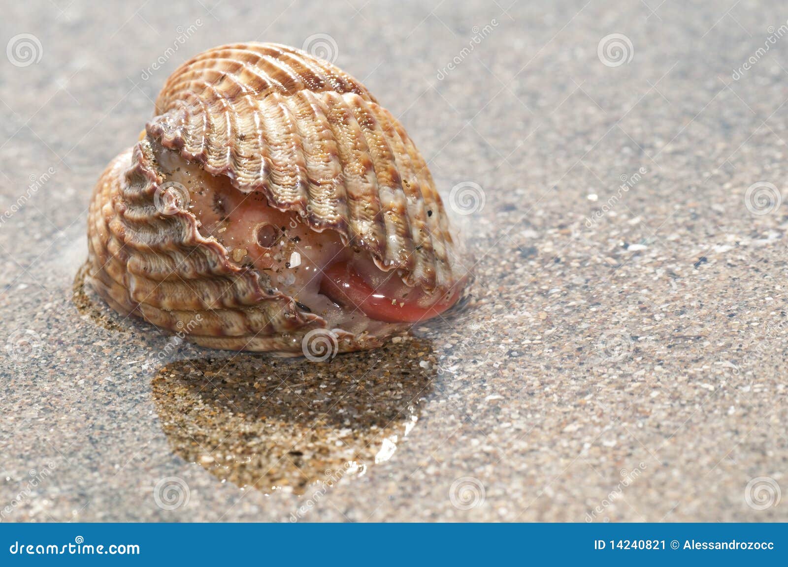 Live shell, Cardium stock image. Image of natural, ochre - 14240821