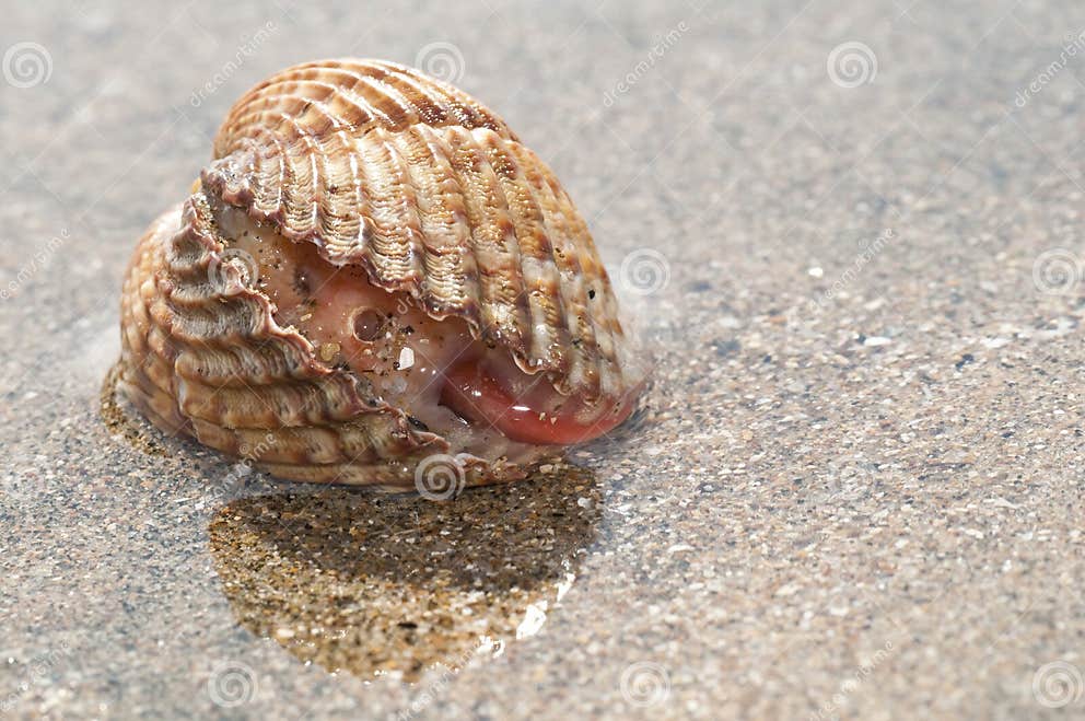 Live shell, Cardium stock image. Image of natural, ochre - 14240821