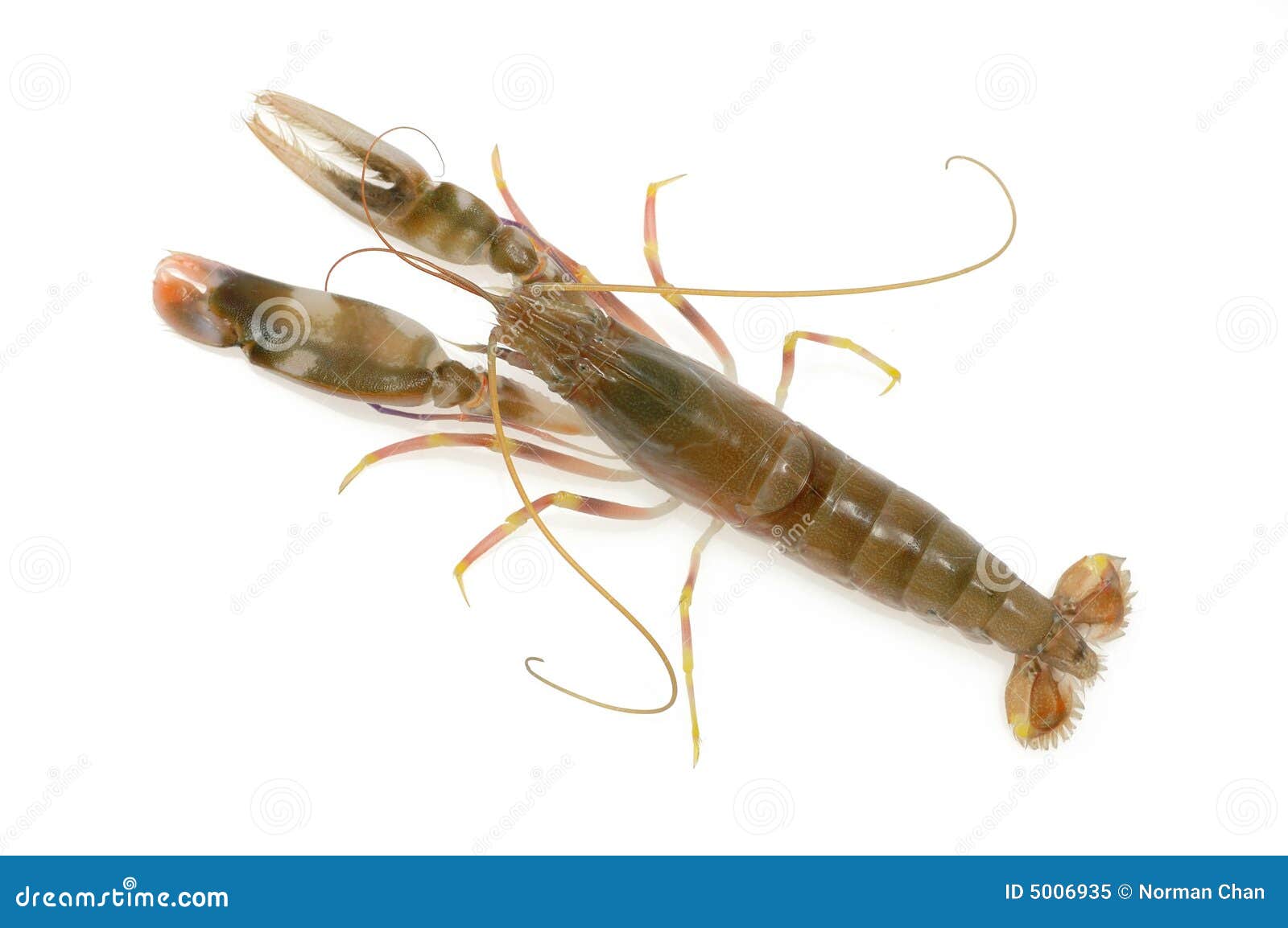 Live Shrimp stock image. Image of fresh, prawn, shellfish - 5006935