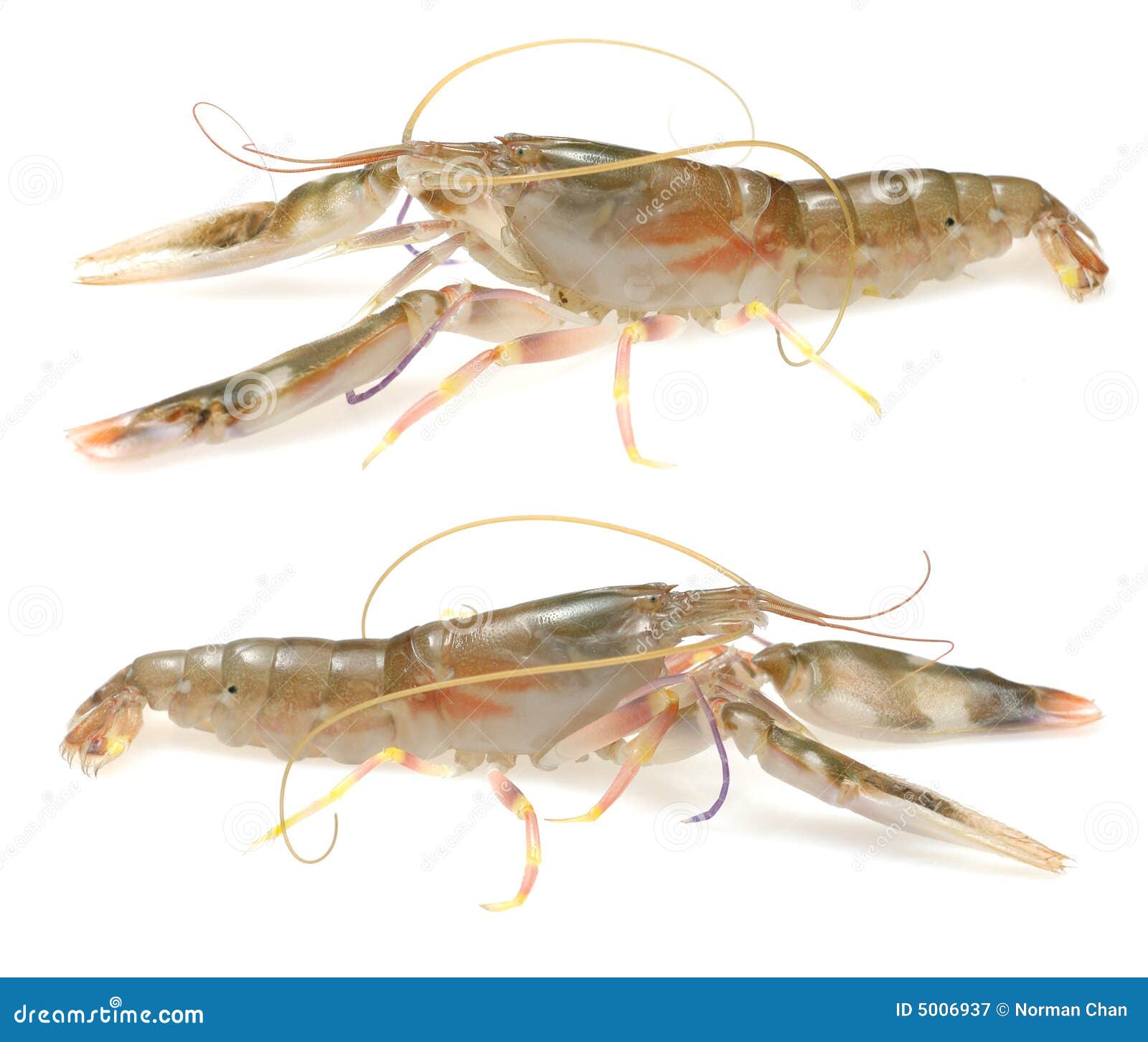 Two Shrimp Royalty-Free Stock Photography | CartoonDealer.com #24397361