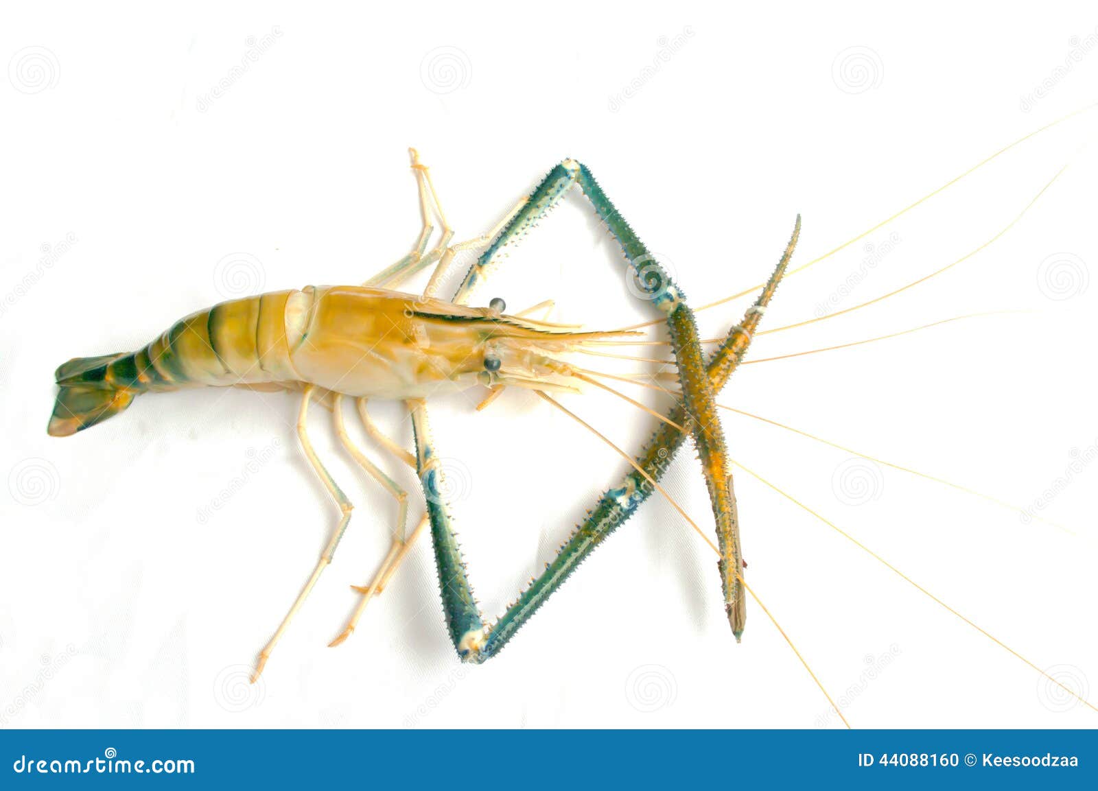 Live Shrimp stock photo. Image of food, shrimps, herbs - 44088160