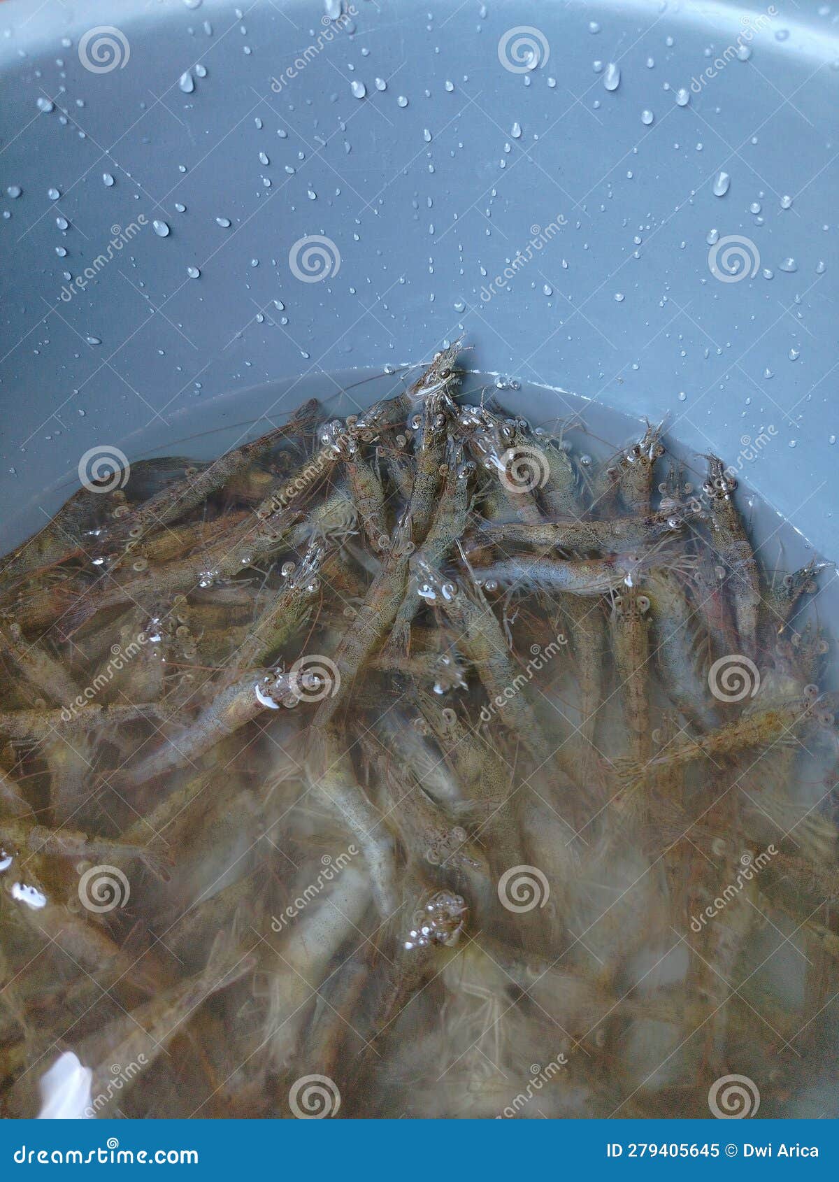 Live Shrimp in the Water in a Silver Basin Stock Image - Image of ...