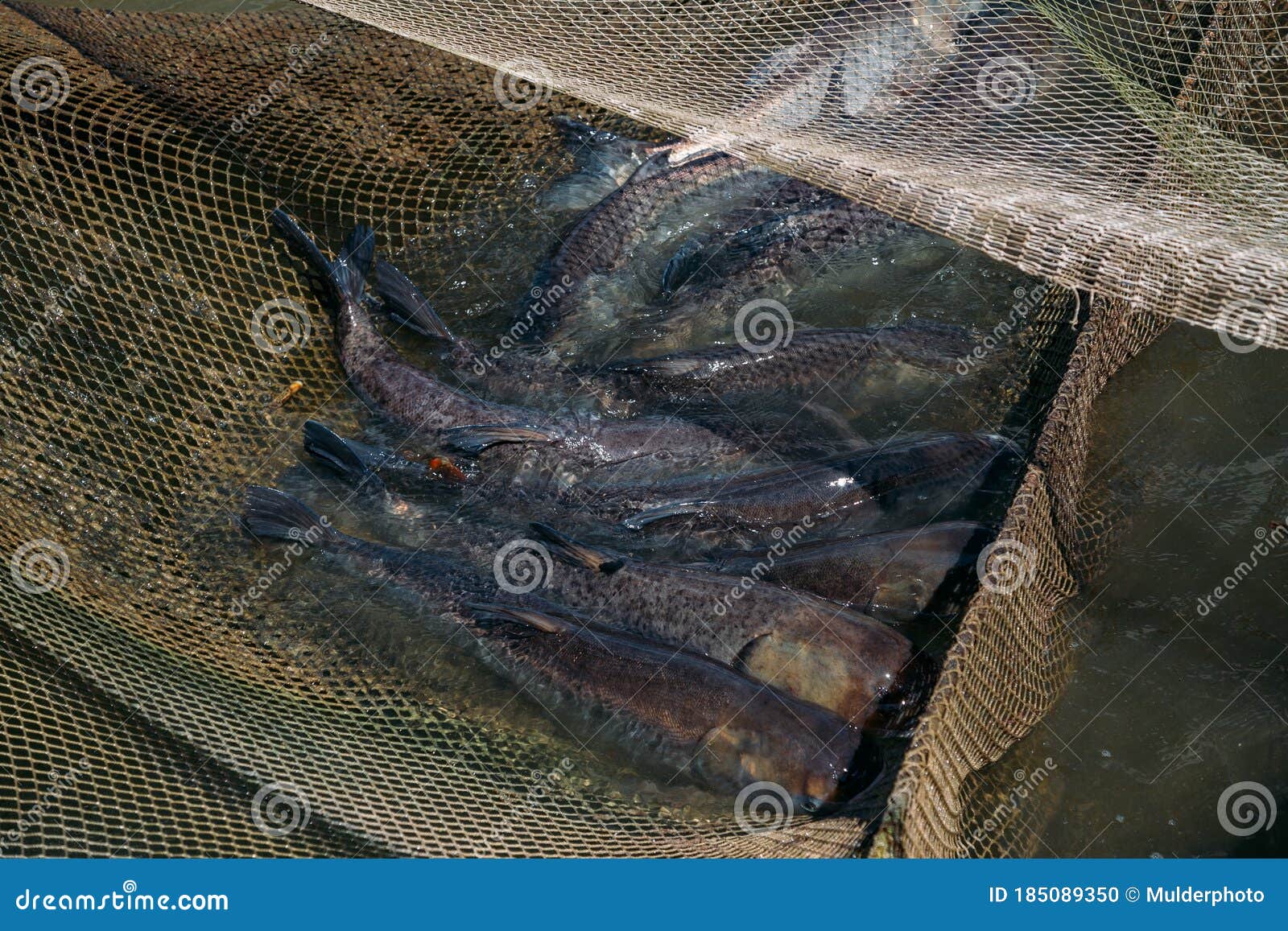 Cage Fish Farming In Ponds Royalty-Free Stock Photography ...