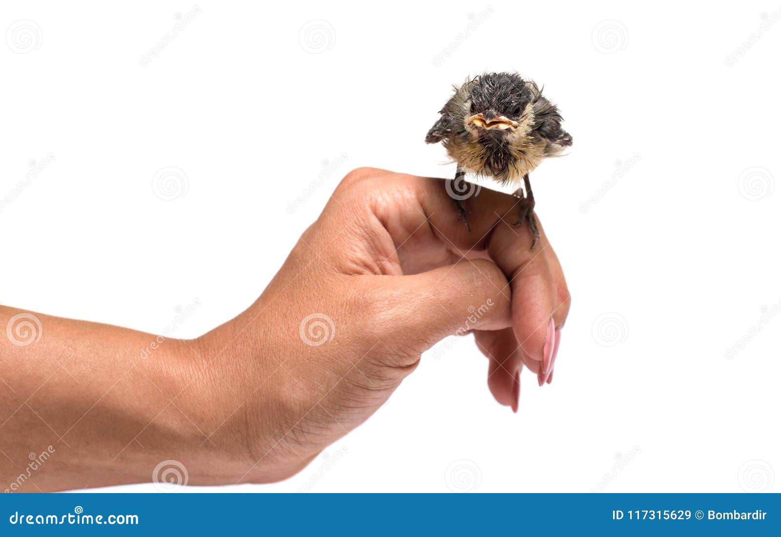 Live small chick in hand stock image. Image of natural - 117315629