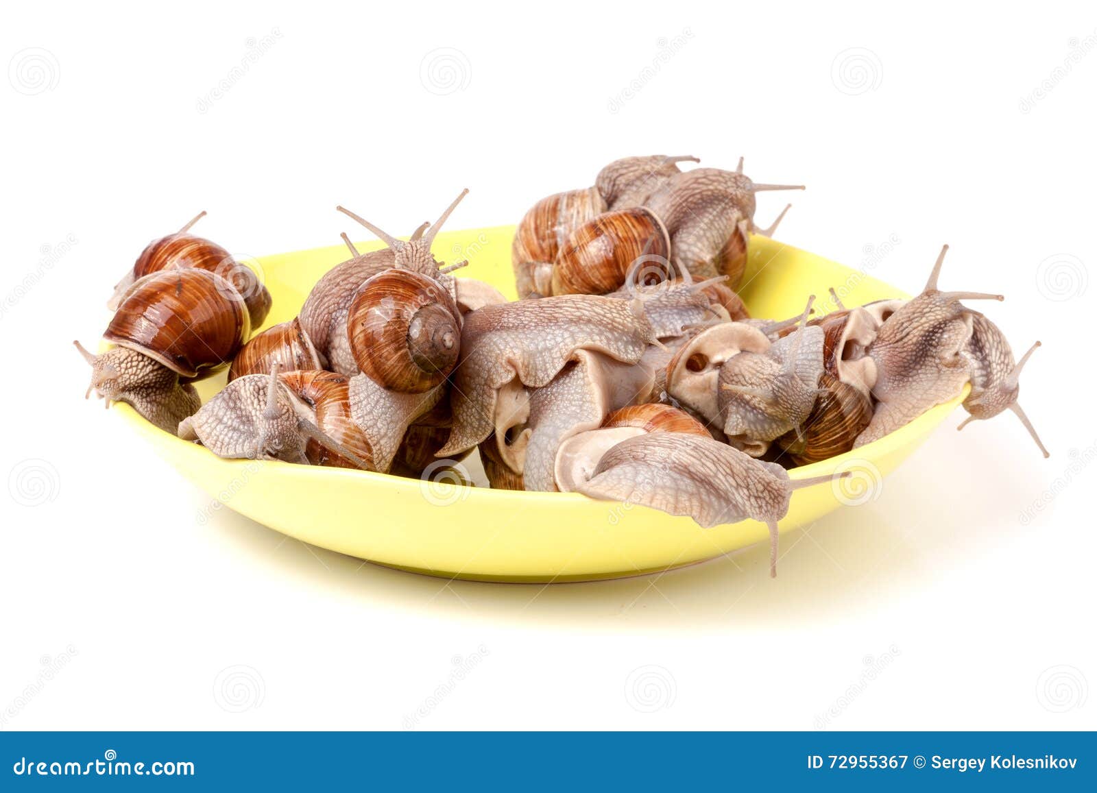 Live Snails in a Plate on the White Background Stock Image - Image of ...