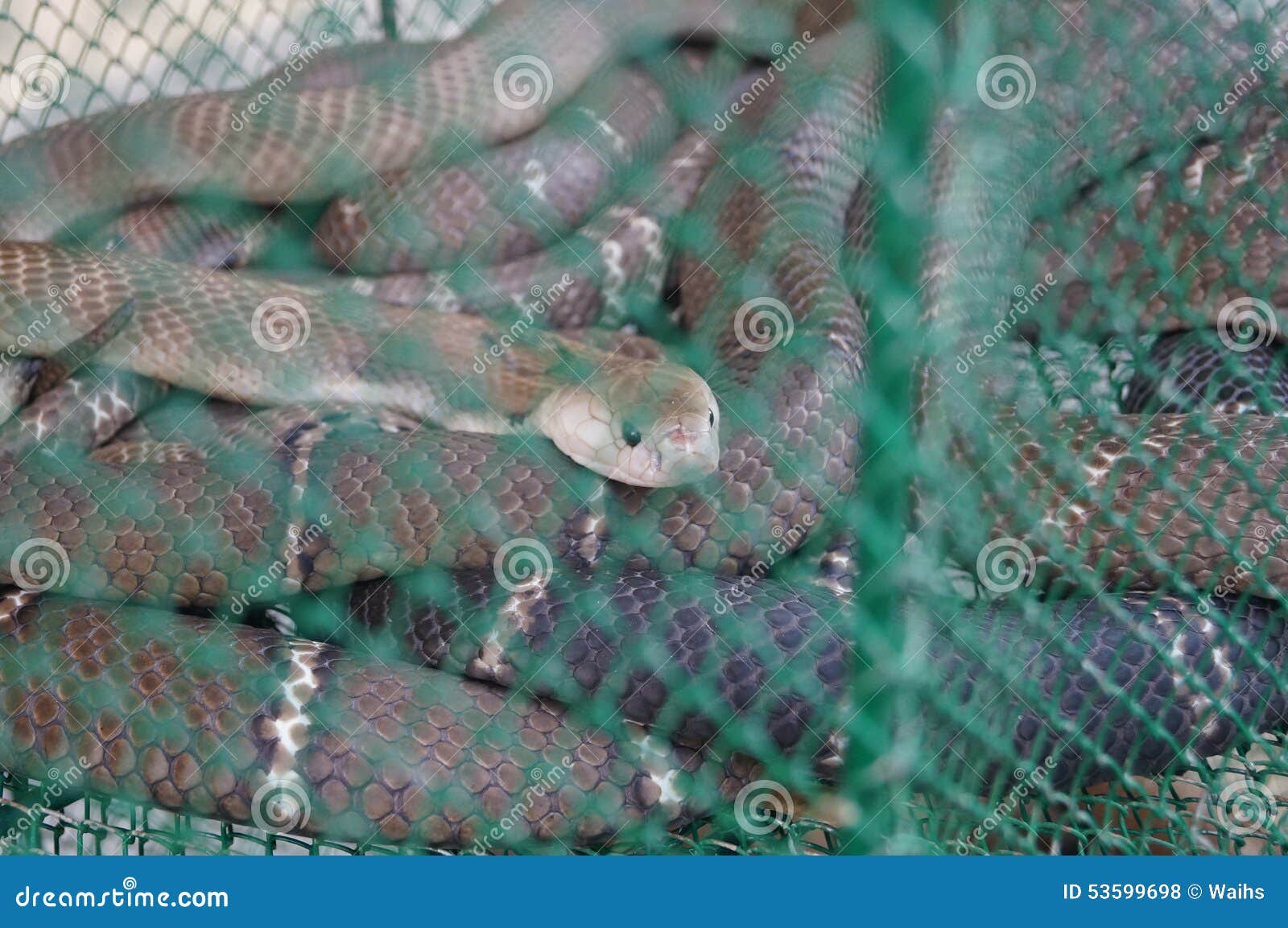 Live snake stock photo. Image of snake, asia, wild, environmental ...