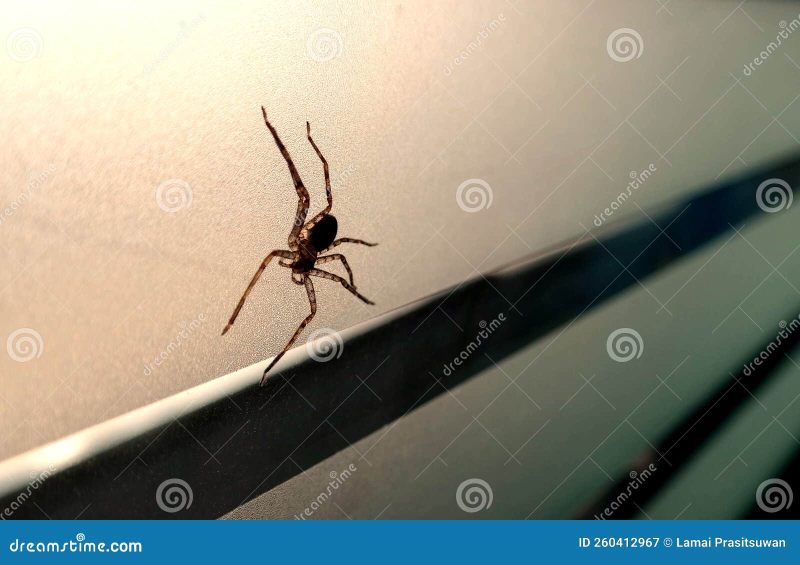 Live Spider Crawling on Window Stock Image - Image of animal, scary ...