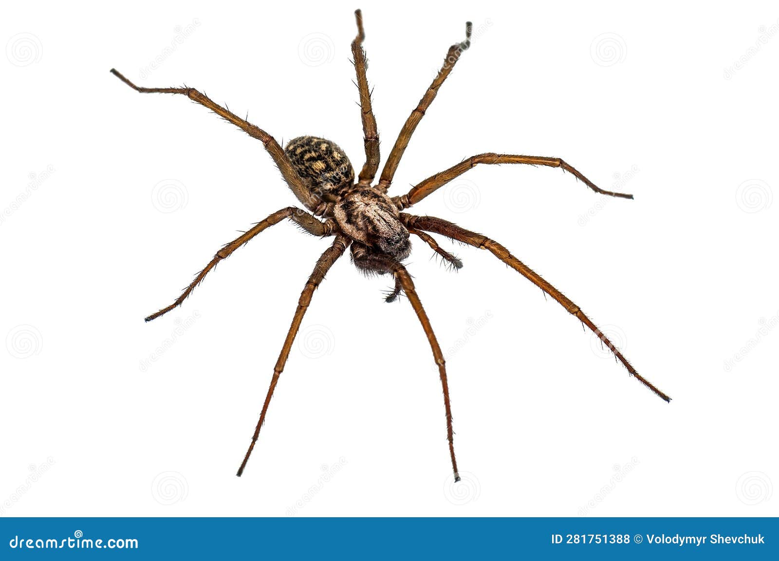 Live Spider on White Background Stock Photo - Image of animal, white ...