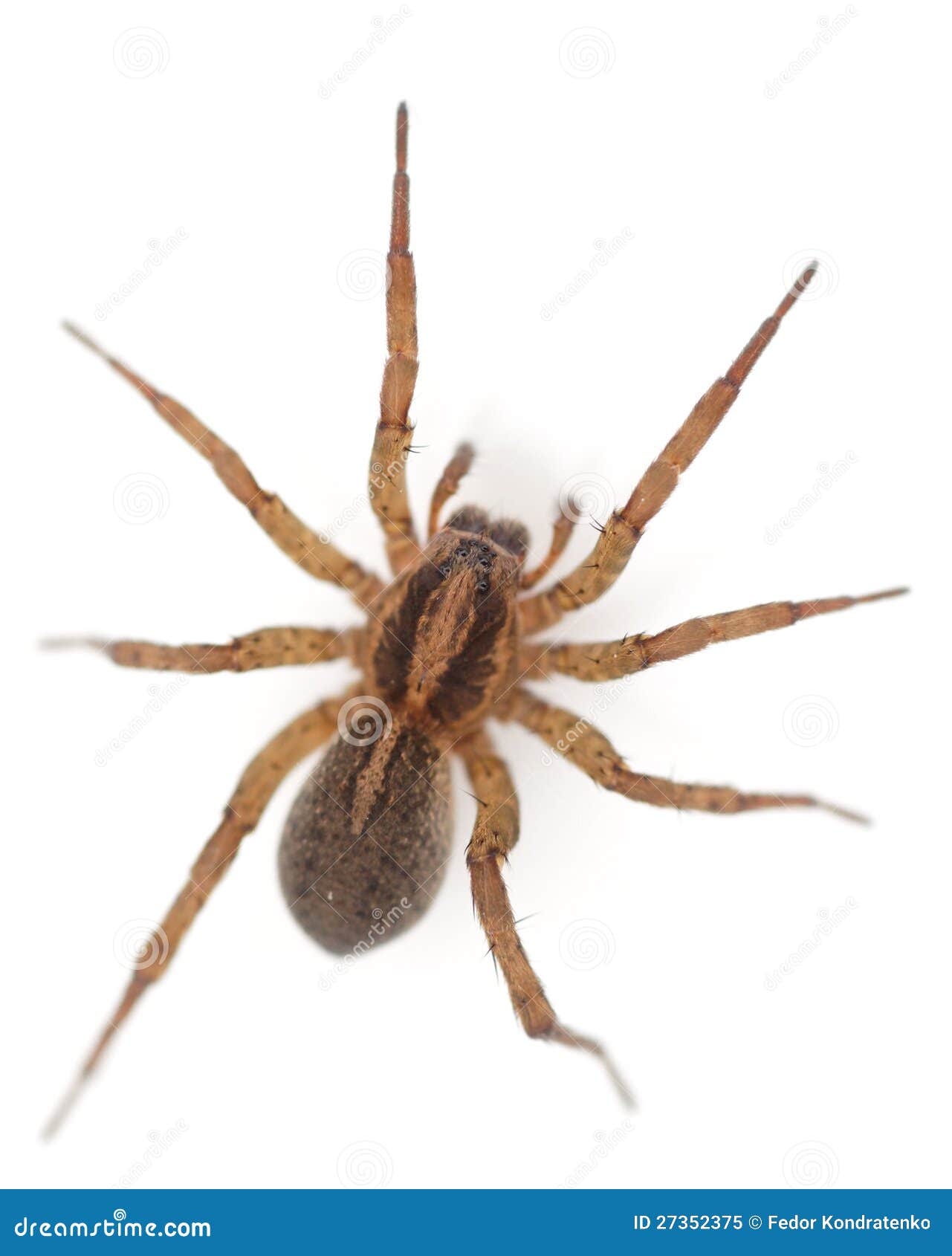 Live Spider on White Background Stock Image - Image of eyes, nature ...