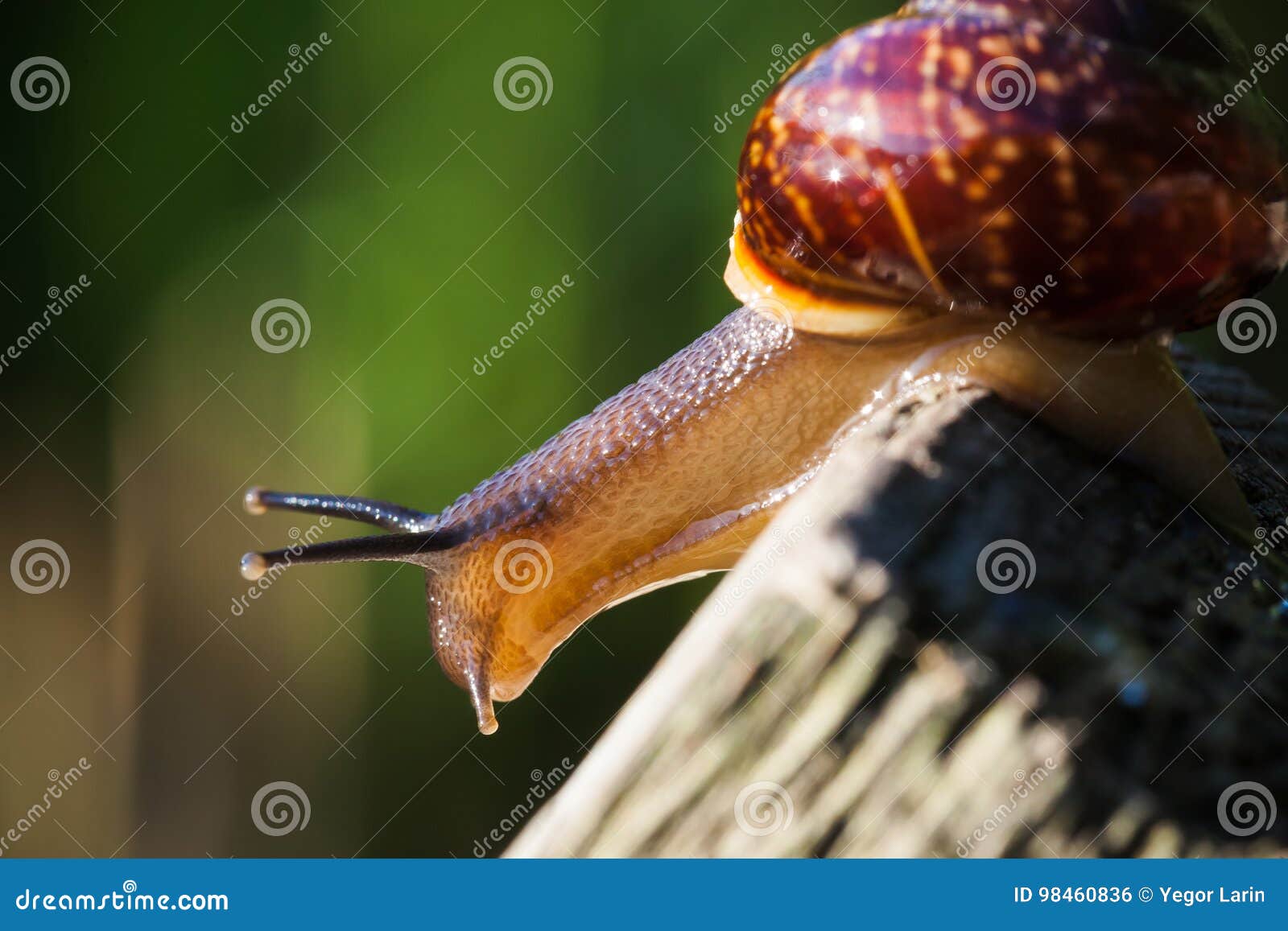 Live Spiral Snail on a Wooden Surface Looking Down Stock Photo - Image ...