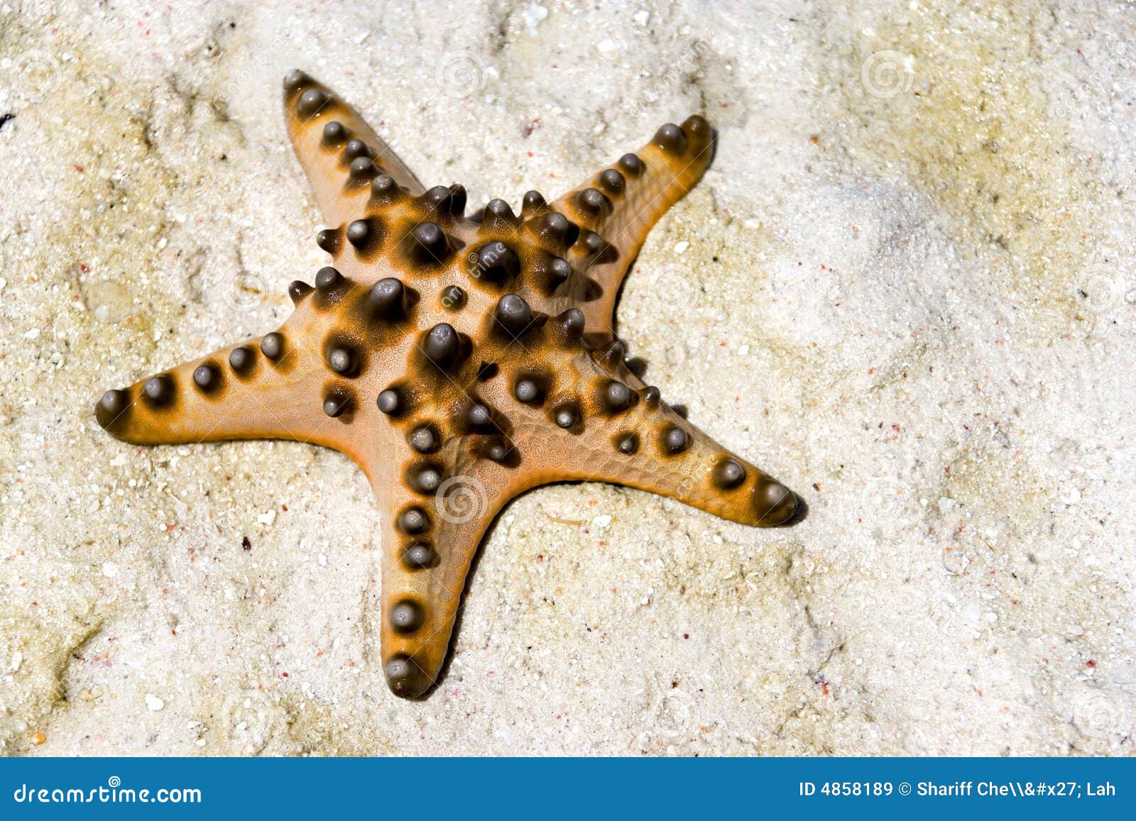 Stranded Starfish Beach Royalty-Free Stock Photography | CartoonDealer ...