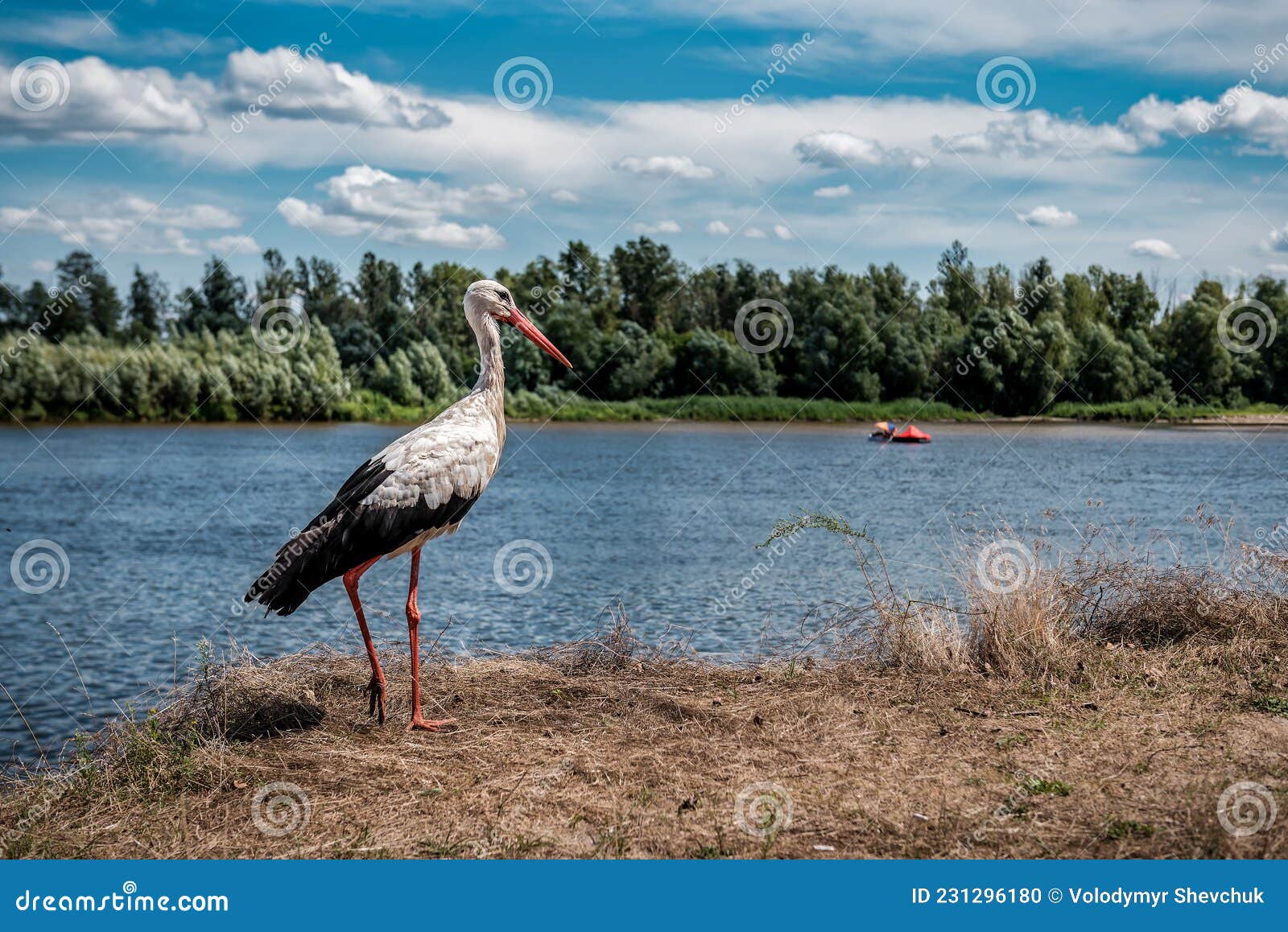 Live Stork on the River Bank Stock Photo - Image of green, flying ...