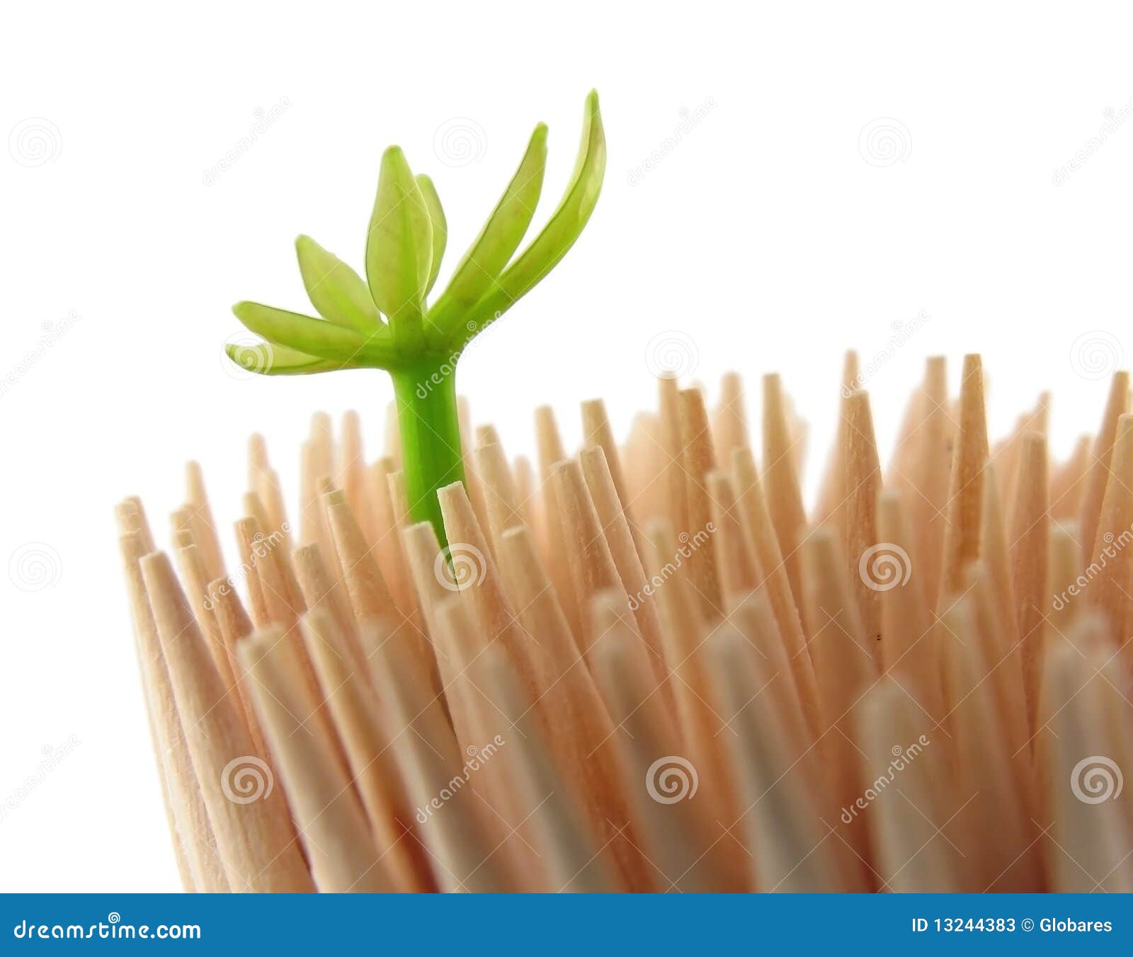 Live toothpick stock image. Image of alone, small, natural - 13244383