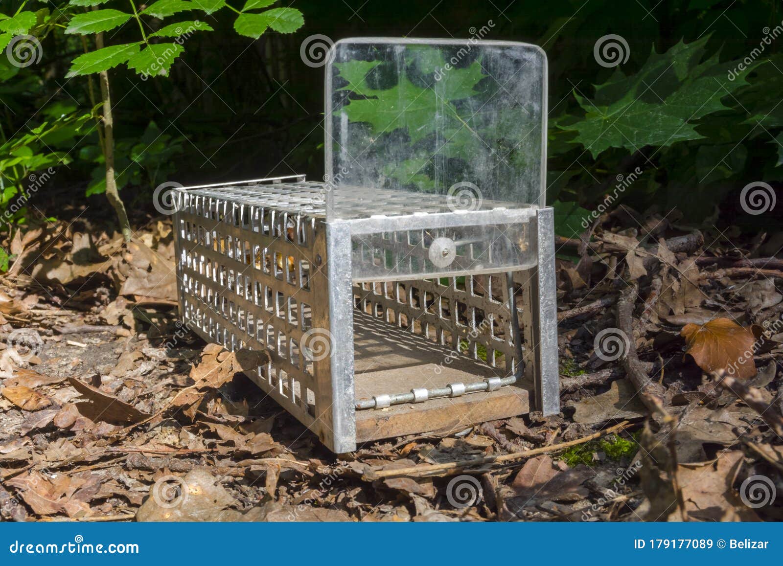 Live Trap for Catching Mouse on the Forest Ground Stock Image - Image ...
