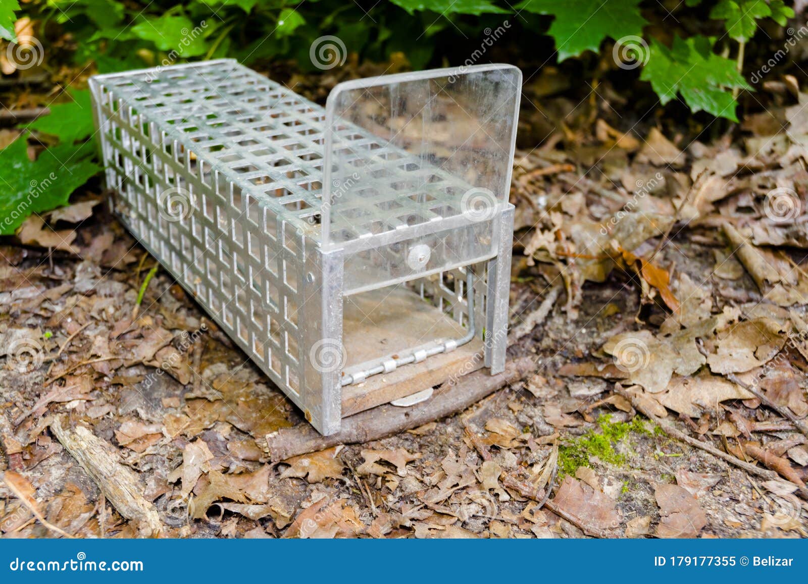 Live Trap for Catching Mouse on the Forest Ground Stock Image - Image ...