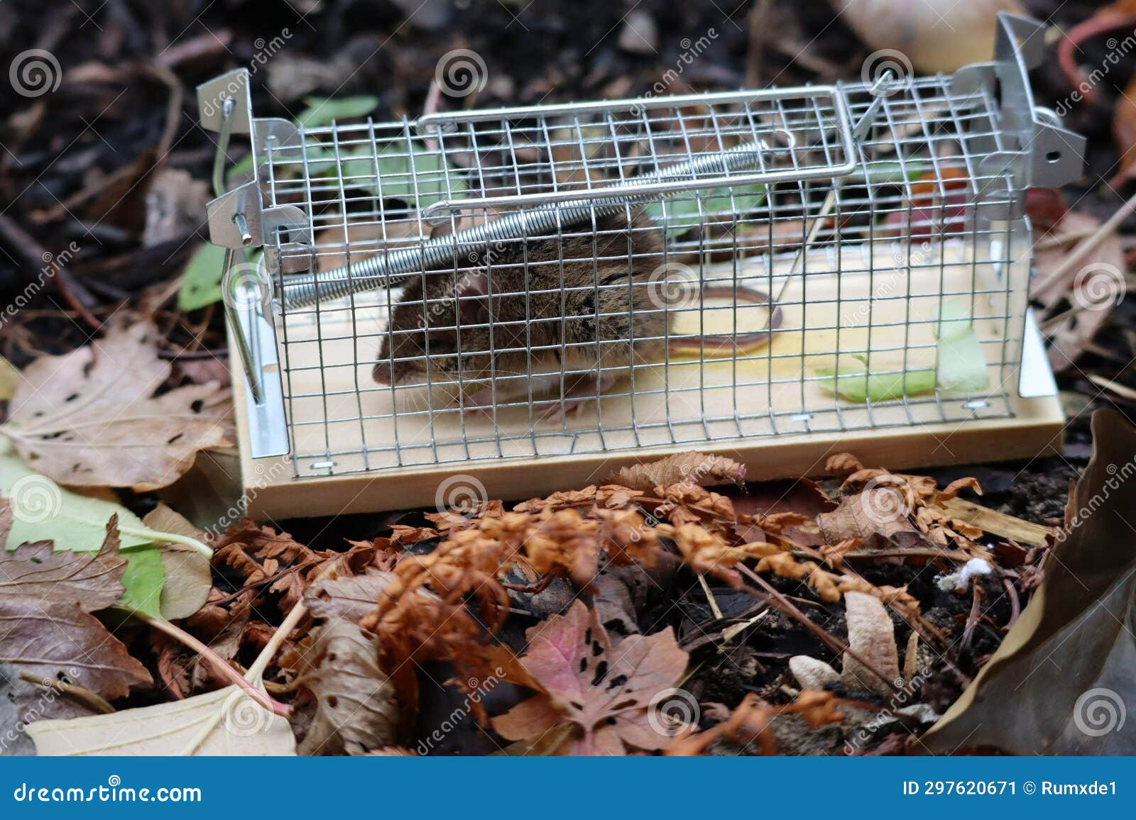 Live Trap Is Open To Air On All Sides Stock Image | CartoonDealer.com ...