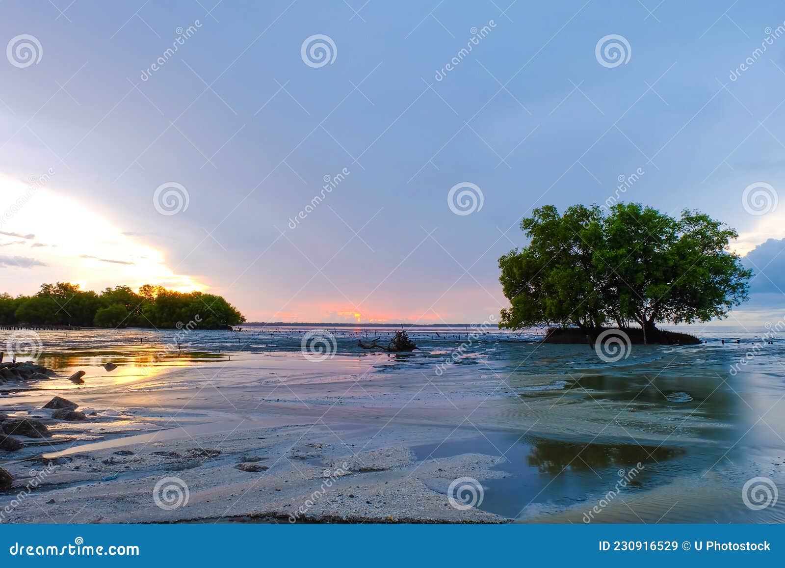 Dead Tree and Live Tree in the Mud Stock Image - Image of morning ...