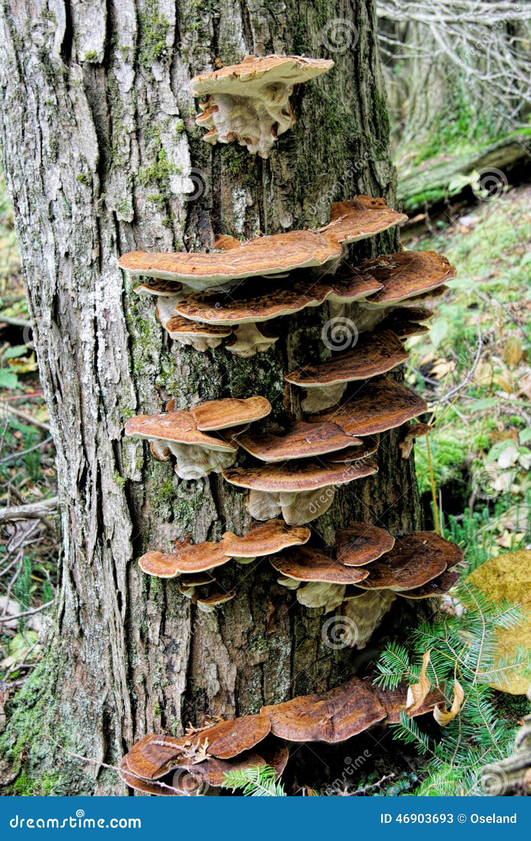 Live Tree with Tree Fungus stock image. Image of flat - 46903693
