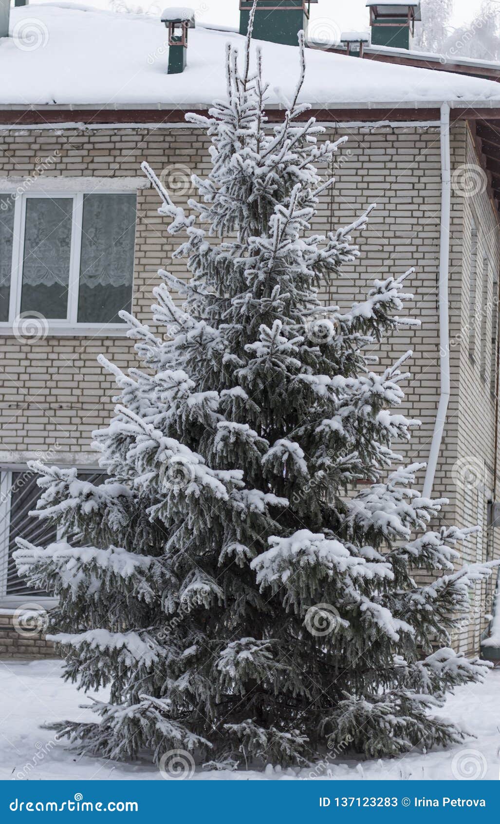 A Live Christmas Tree in White Snow Stock Image - Image of cool ...